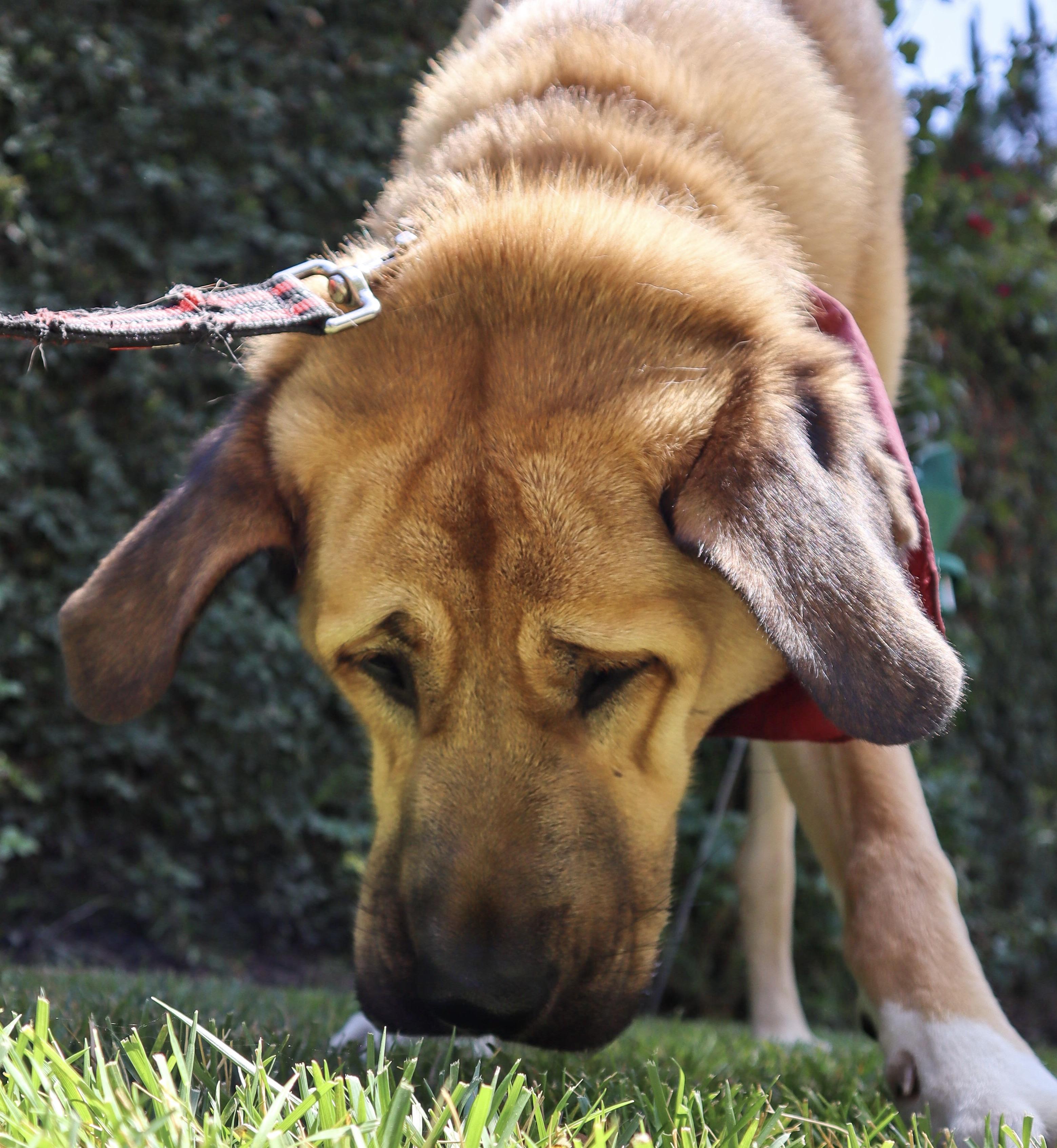 Bunny the gentle giant | Scrolller