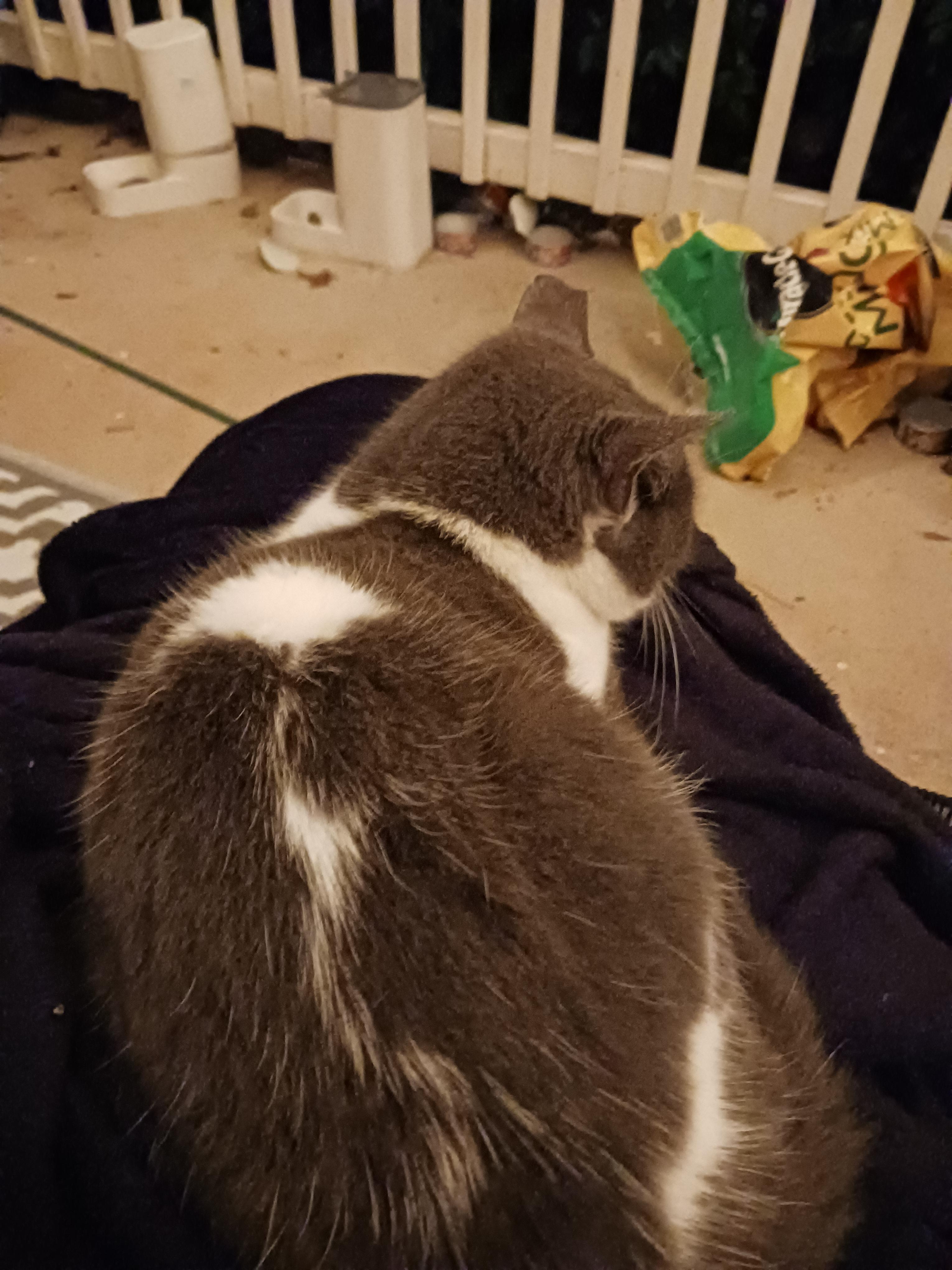 I was sitting here and the feral cat I've been taking care of outside jumped on my lap. I need ...