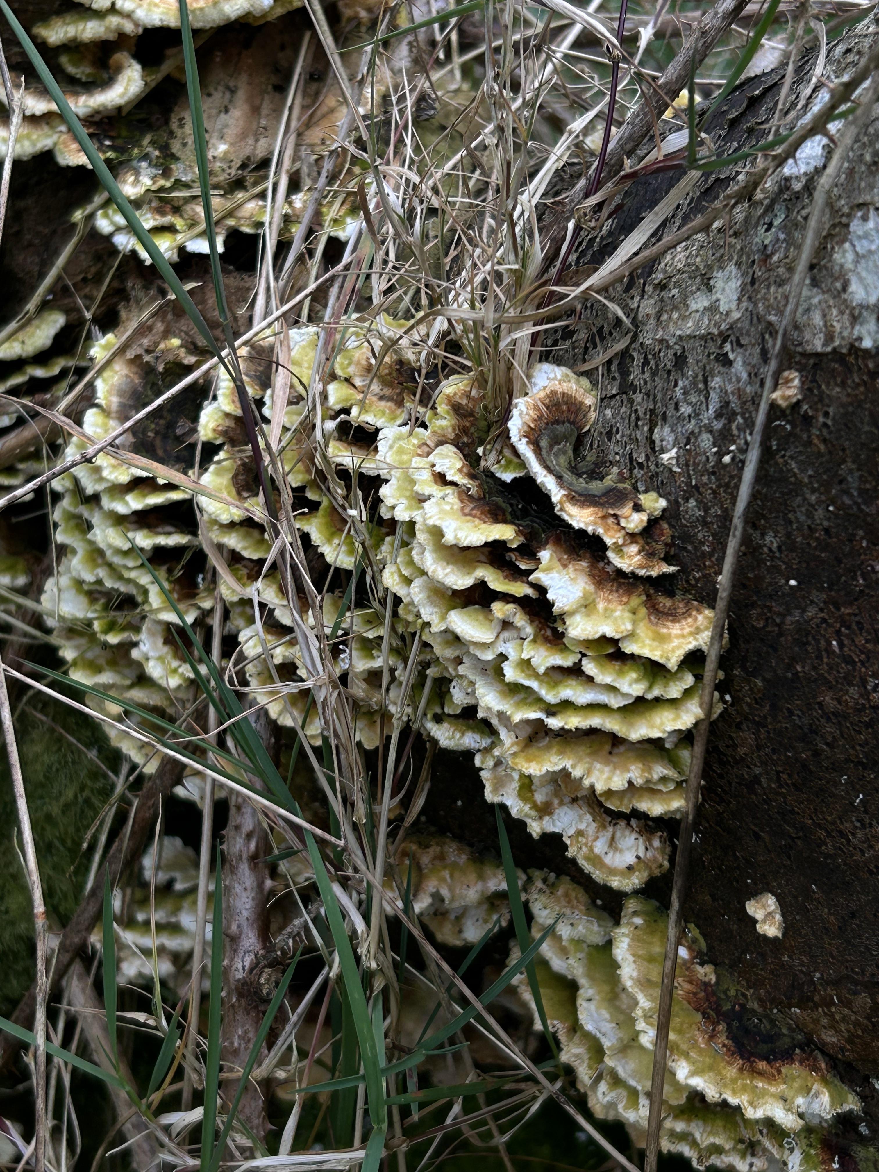 They almost cover the whole section of the trunk | Scrolller