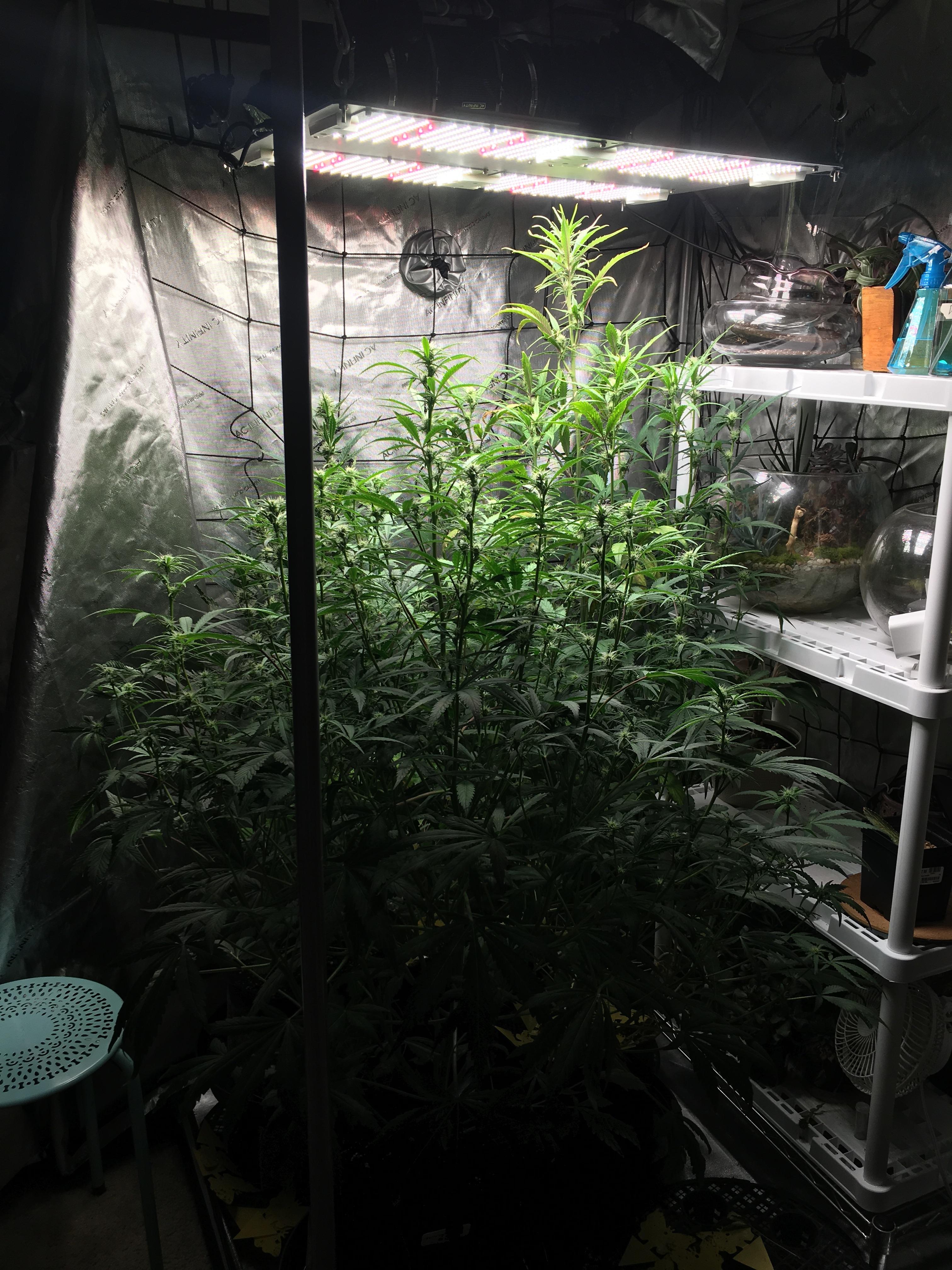 Here is my tent’s evolution over the past two years. This also shows the evolution of my hobby ...