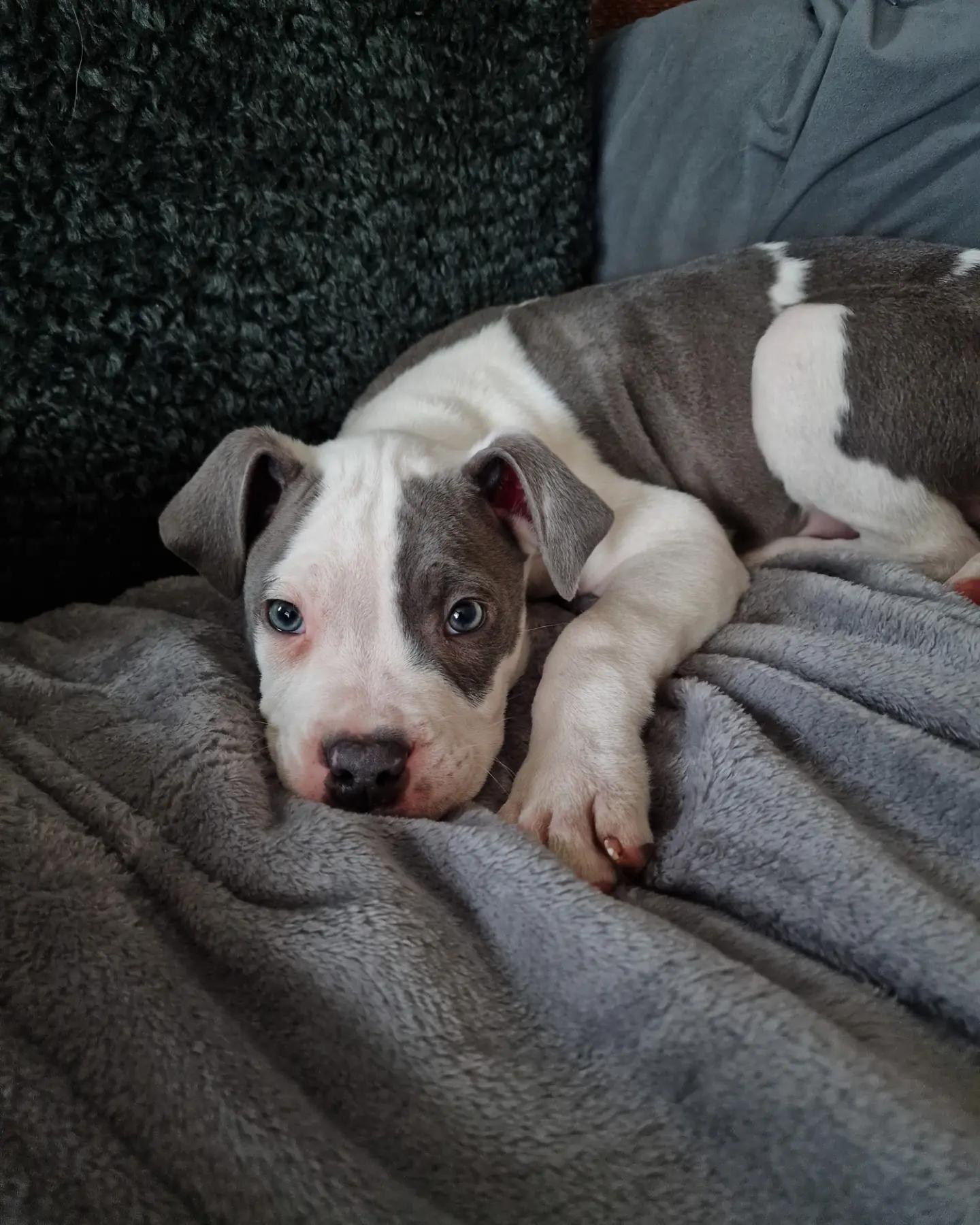 Happy Birthday, Apollo | Scrolller