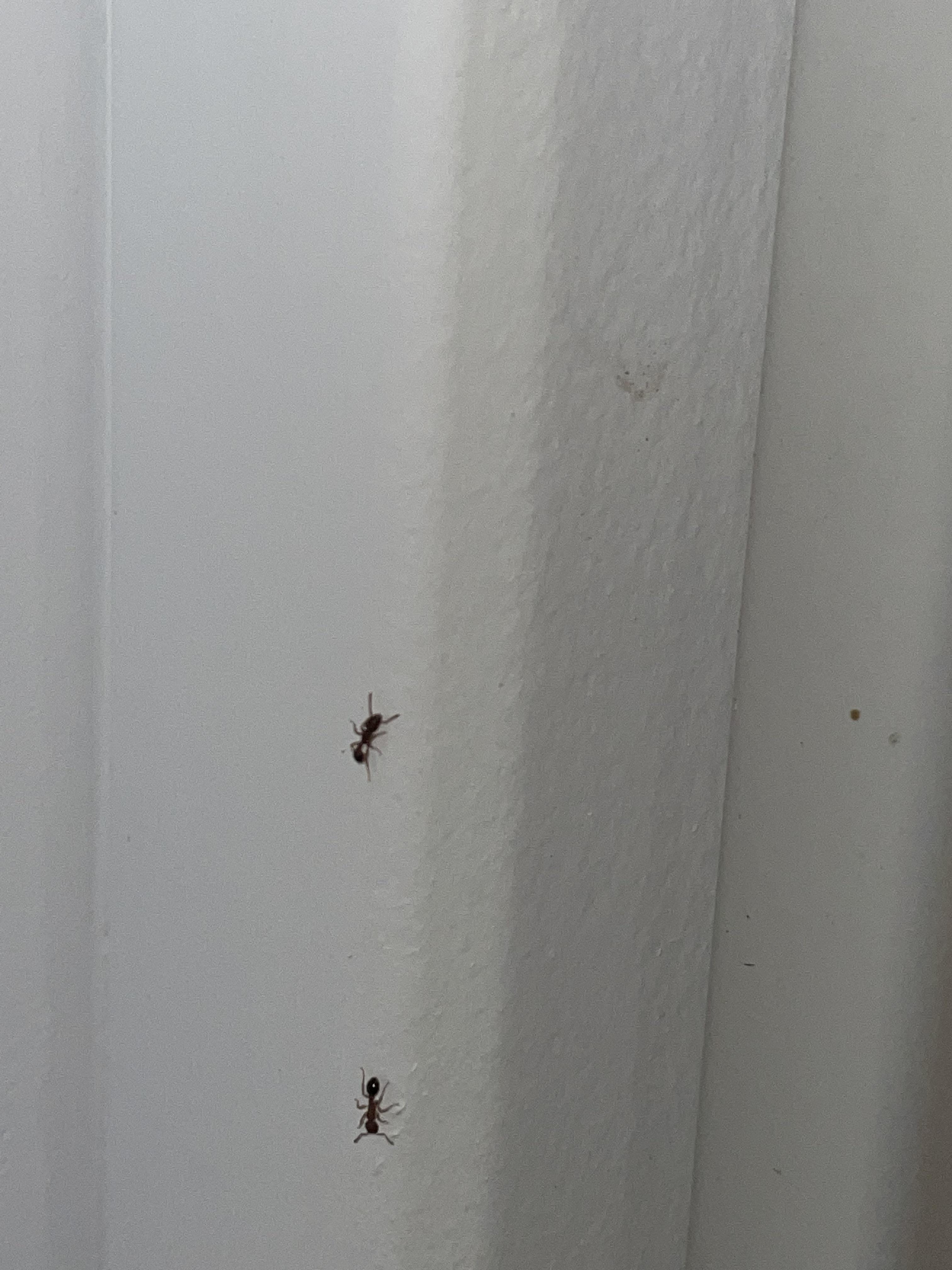 Are these fire ants? | Scrolller