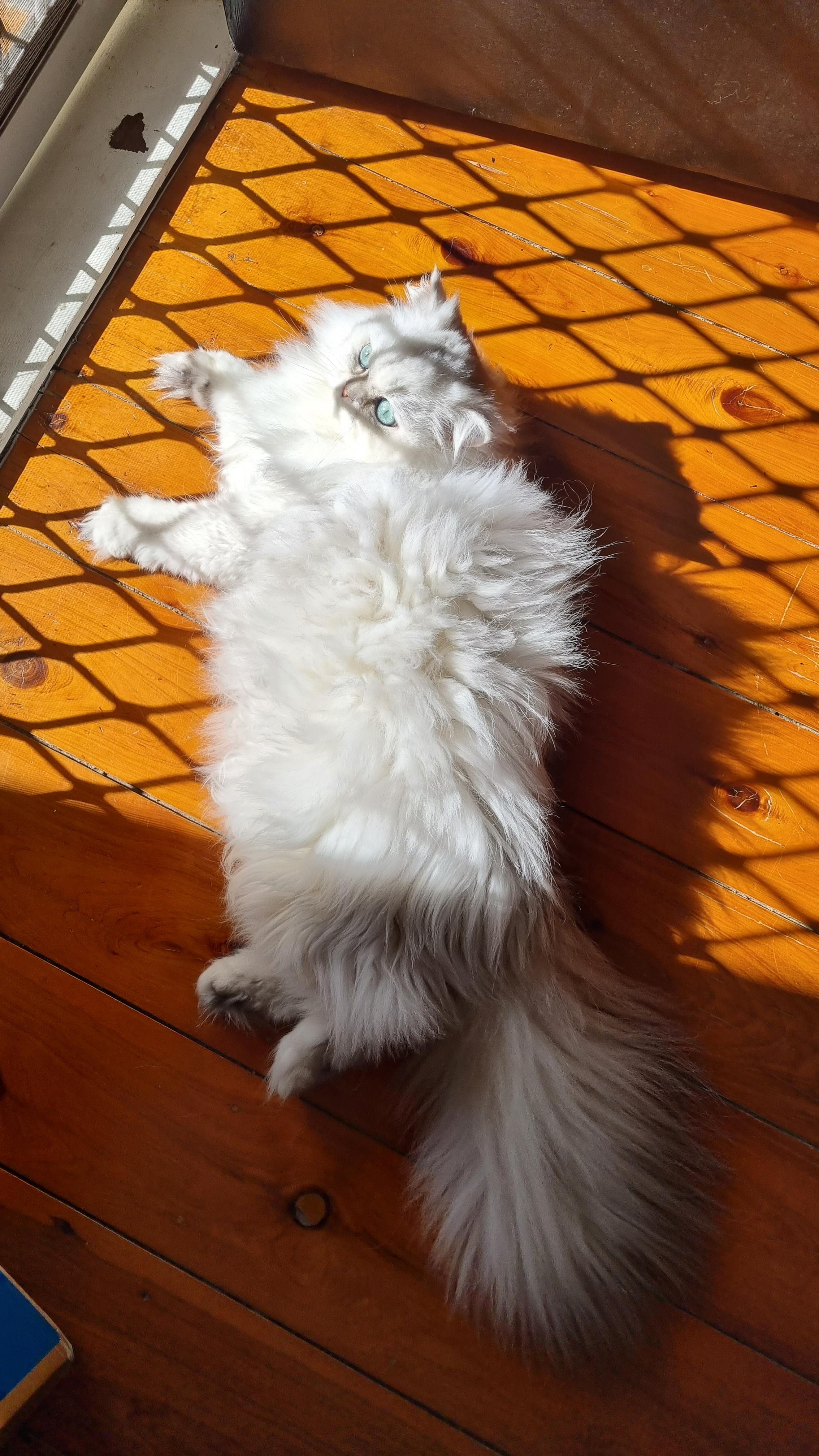 I don't remember buying this doormat | Scrolller