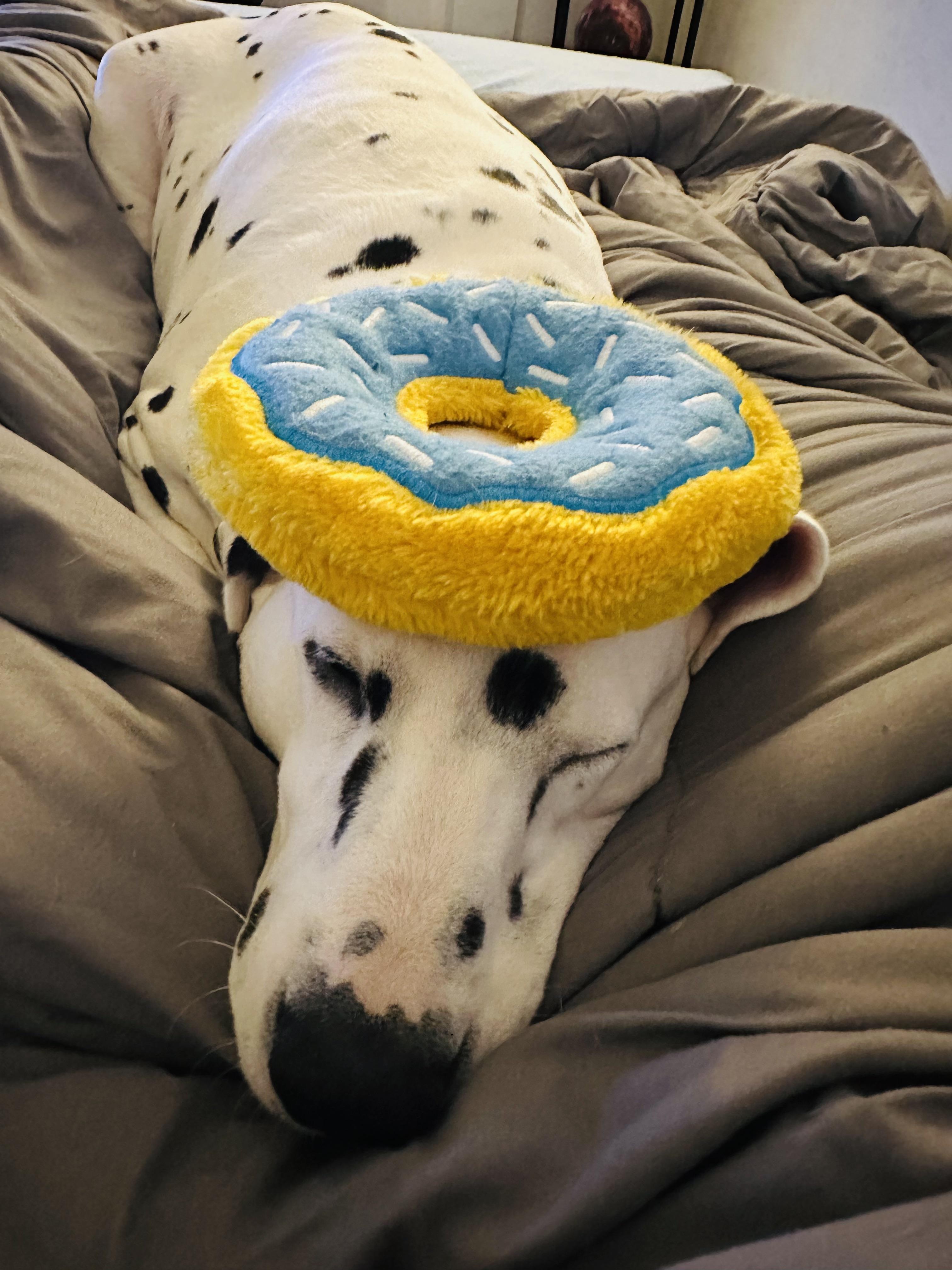 Donut disturb me! I’m in the middle of some serious snoozing! 😴💭🍩 | Scrolller
