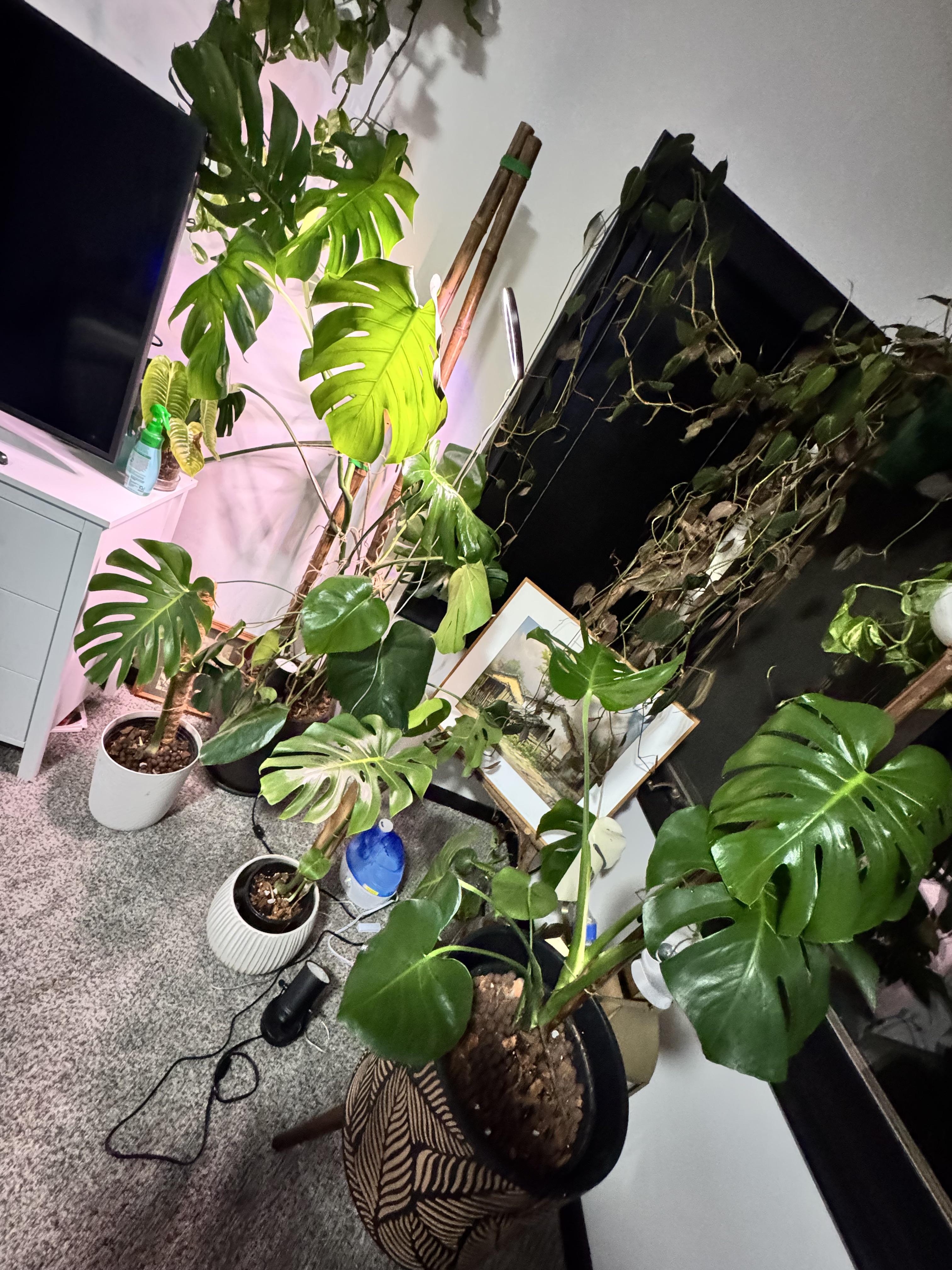 I call this part of my room-Monstera Corner | Scrolller