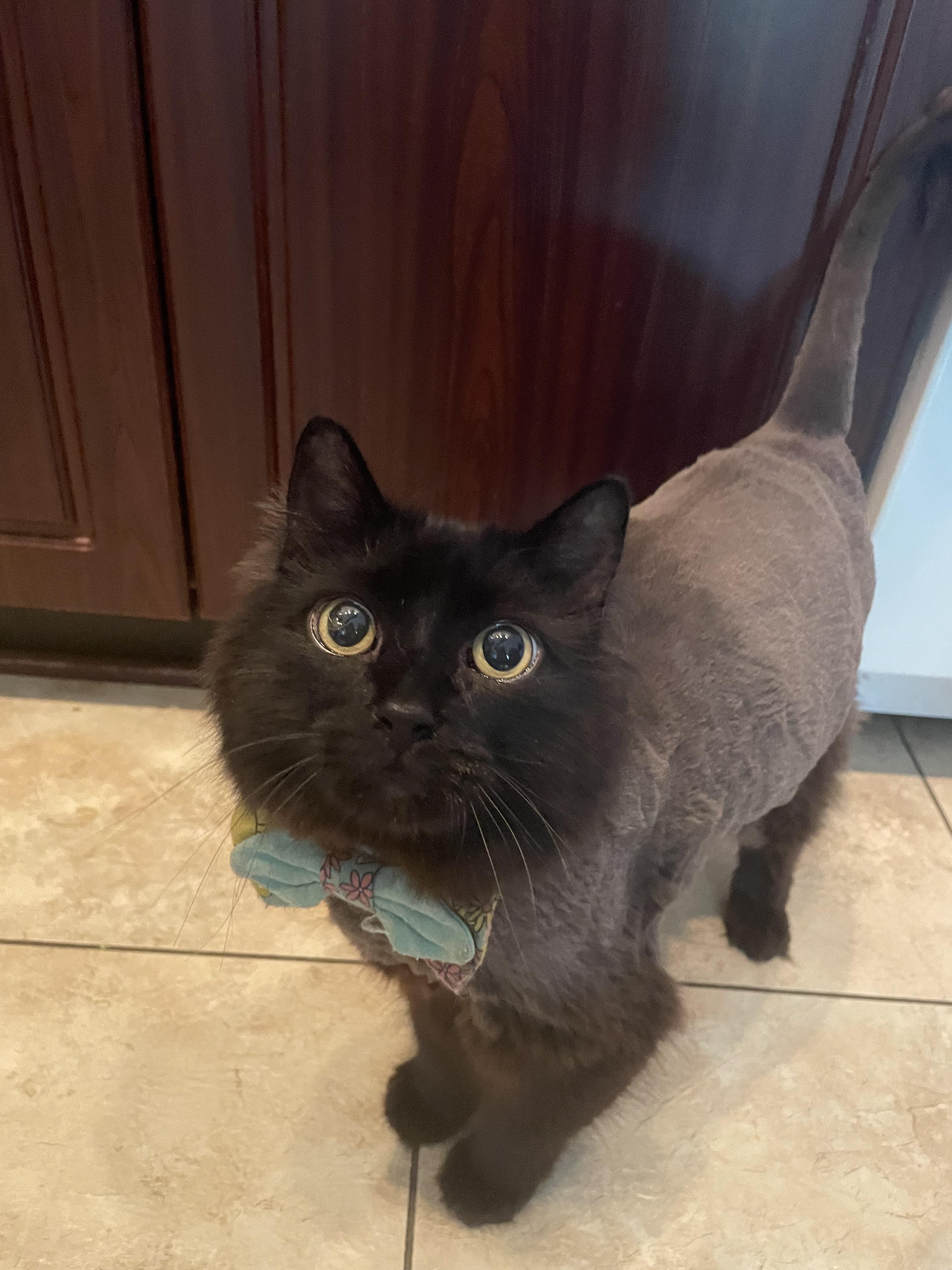 Discover more like Aww: My old man got himself a “lioncut” he looks 10 years younger!! and ...
