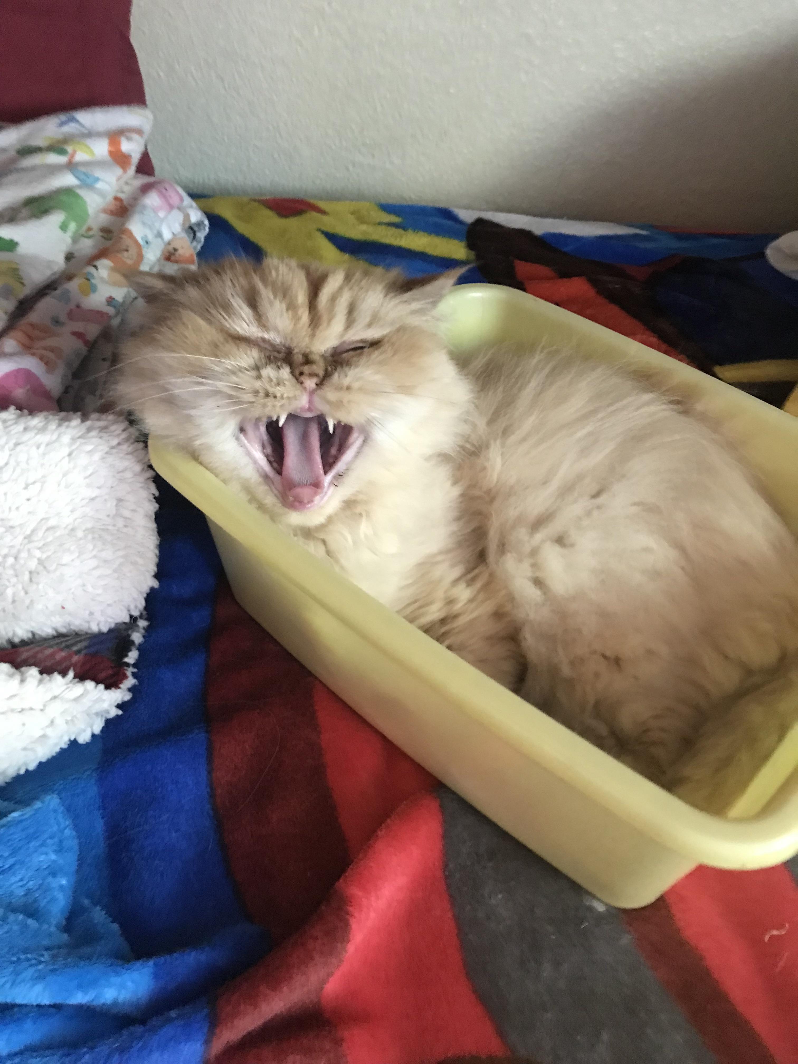 Getting her out of the trap is harder | Scrolller