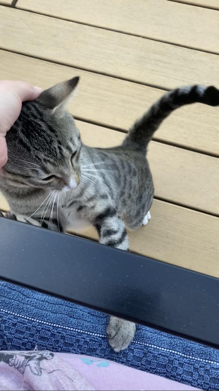 Had a strange visitor on my deck this morning! | Scrolller