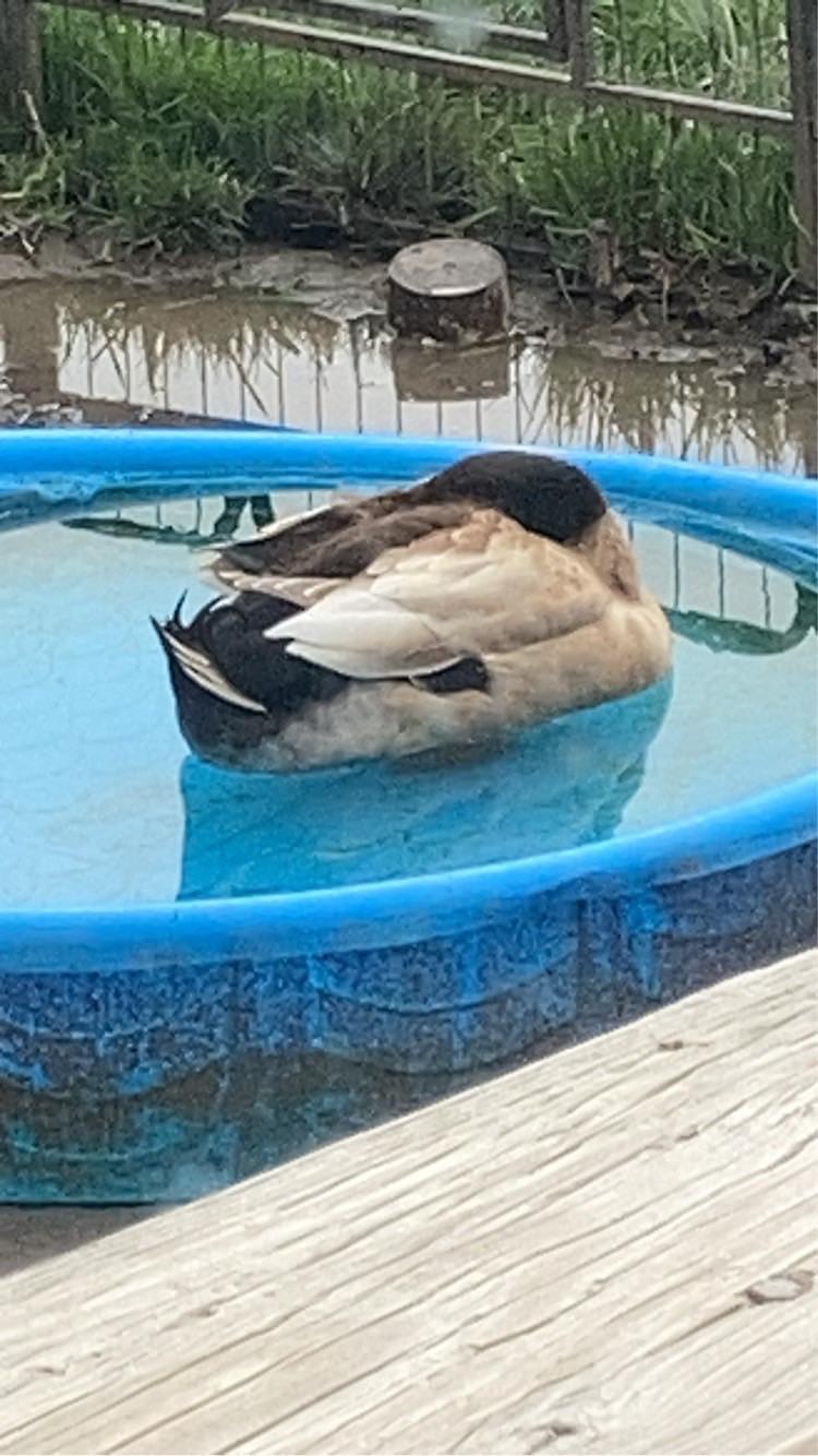 Jeepers sleeping in his pools | Scrolller