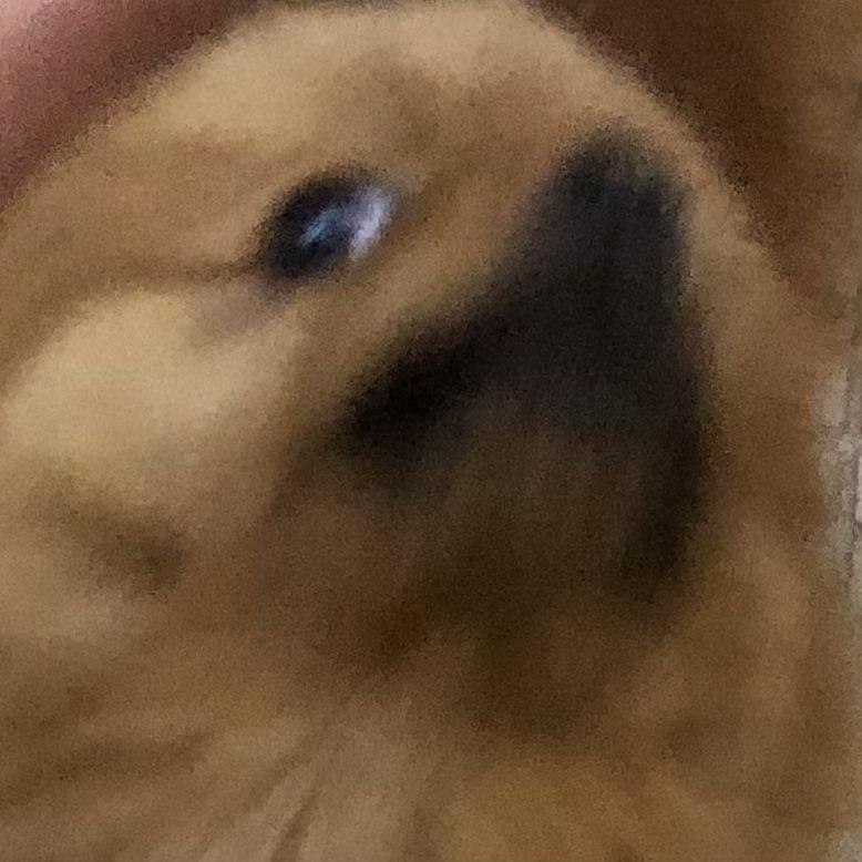 Love my little nugget | Scrolller