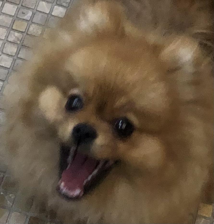 Love my little nugget | Scrolller