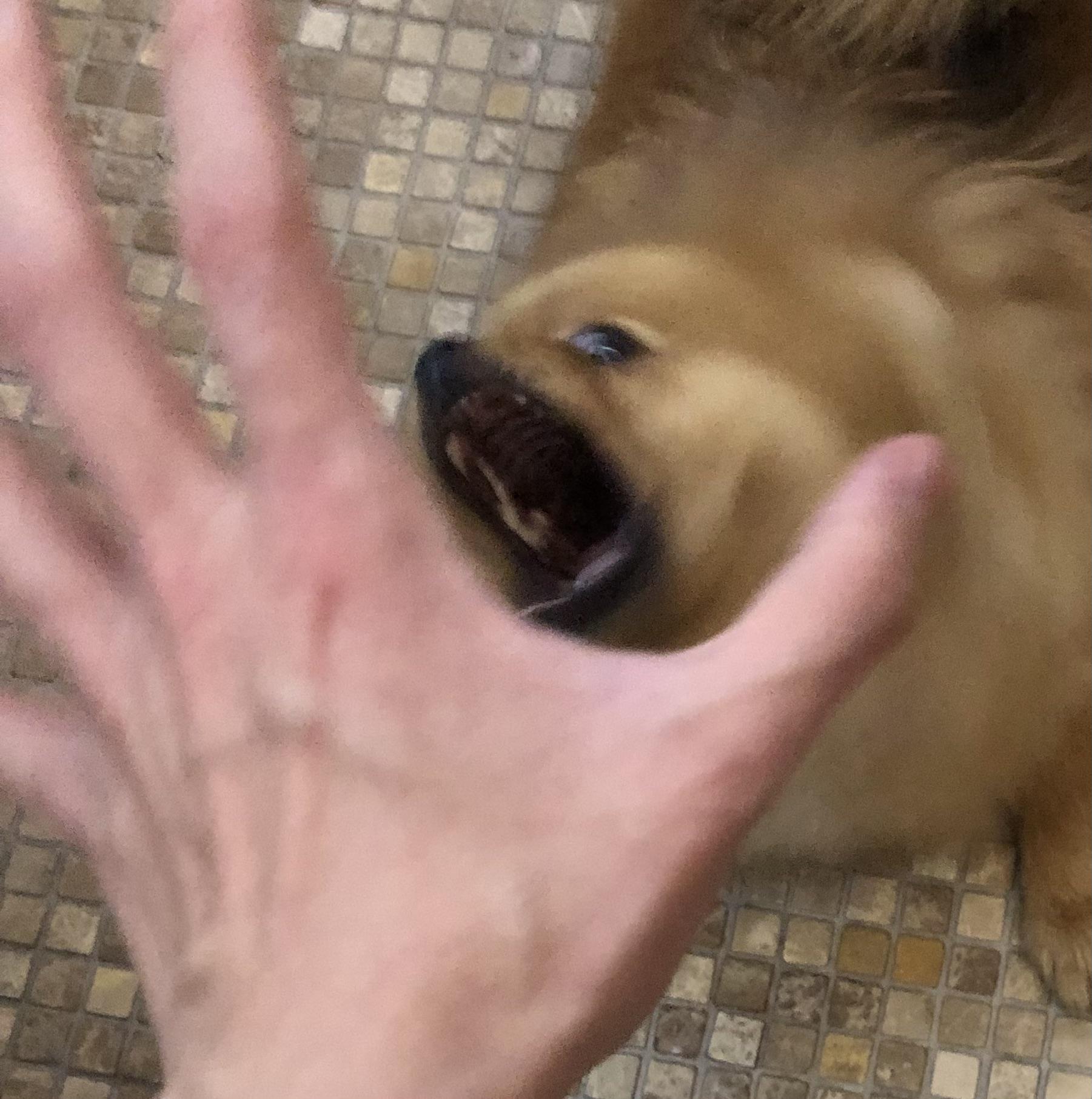 Love my little nugget | Scrolller