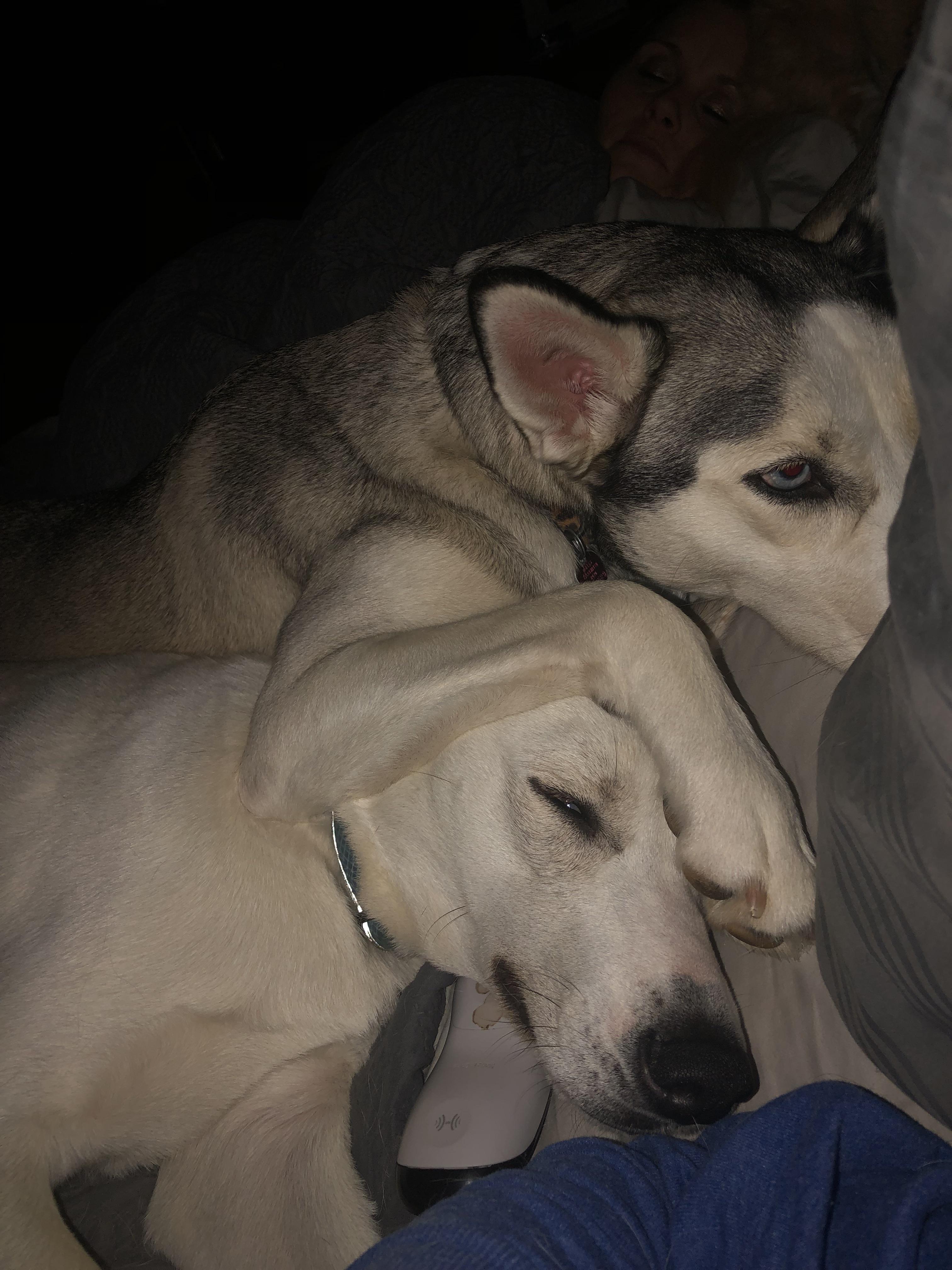 Shadow and Sassie - 3 Year Old Husky Pits | Scrolller
