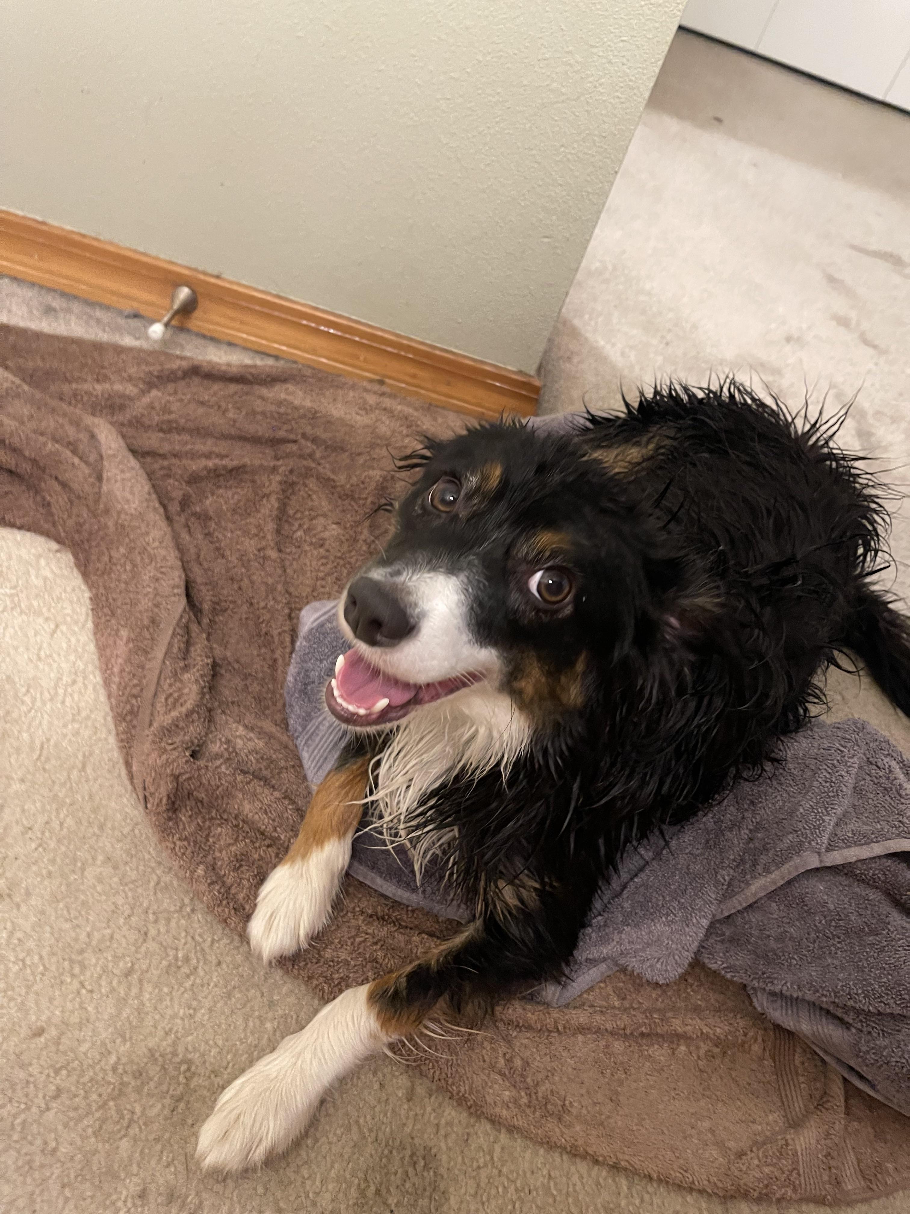 Pre bath Phantom vs post bath Phantom 😂 | Scrolller