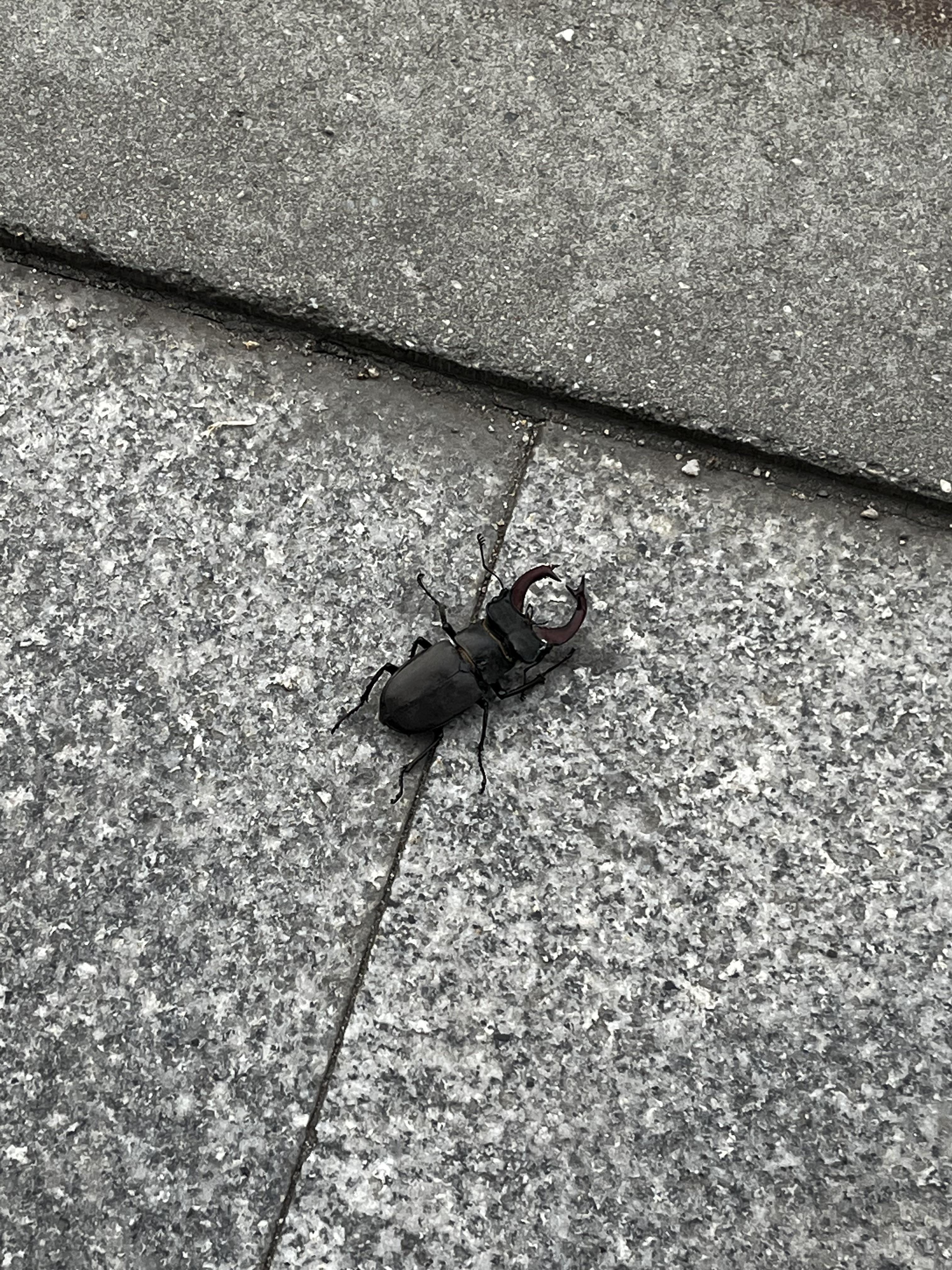 What is this creature? | Scrolller