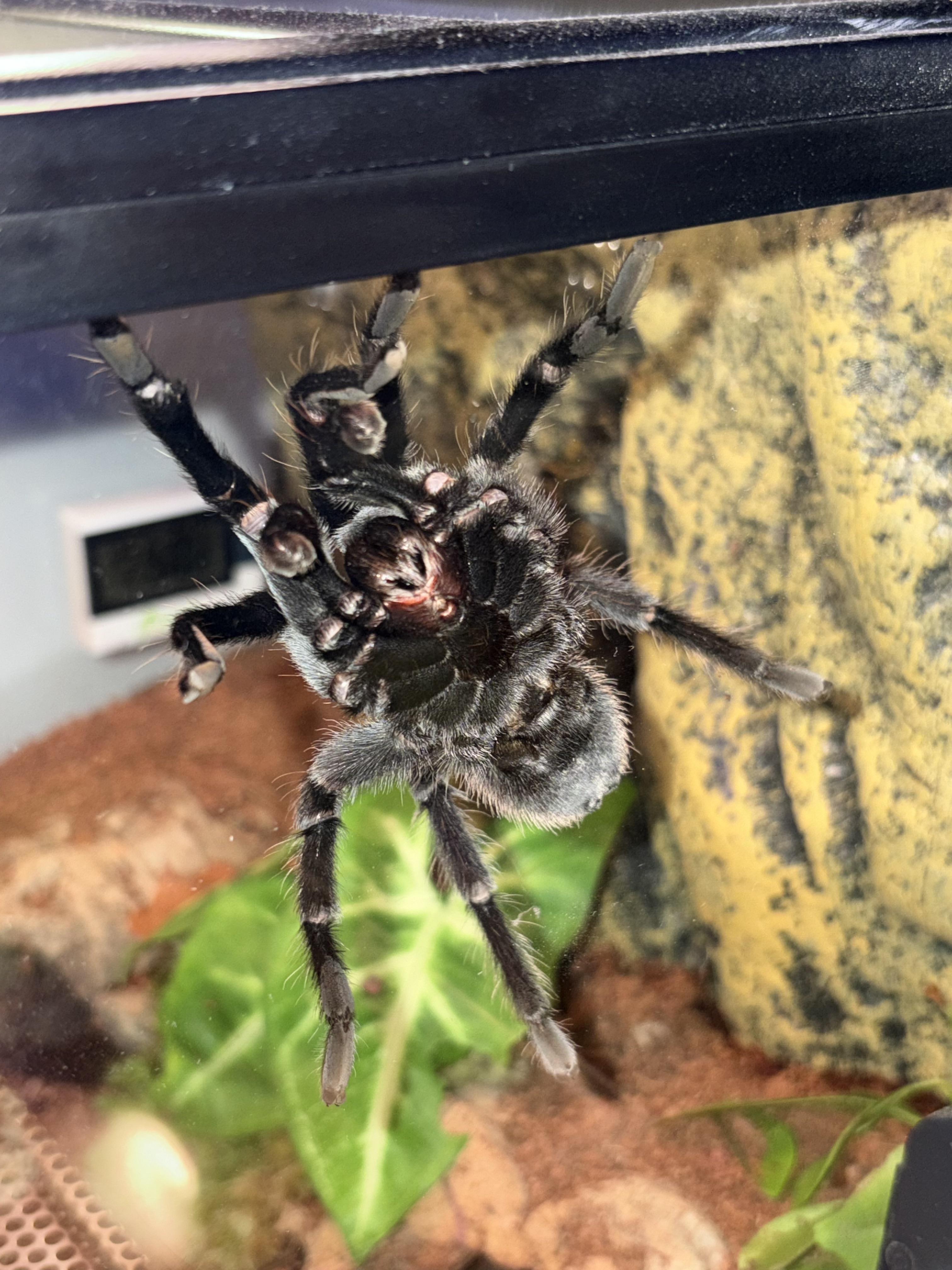 What gender is this Tarantula? | Scrolller