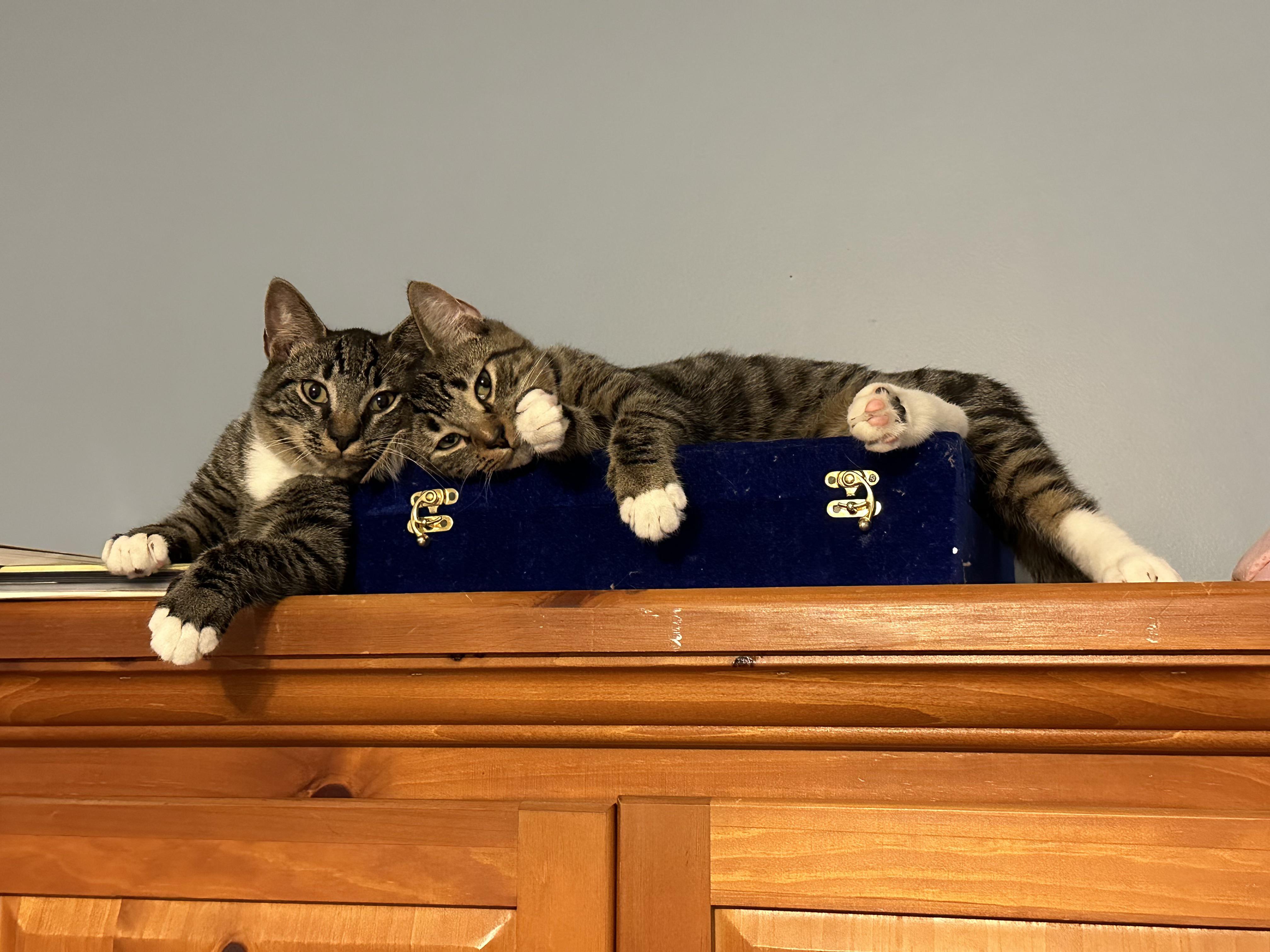 Supermodels posing | Scrolller