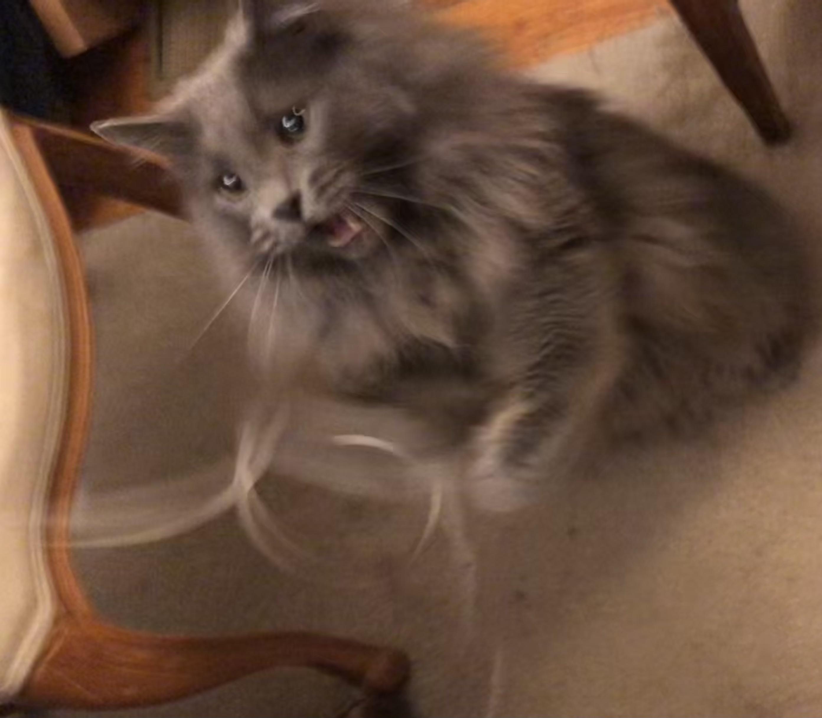 Birthday ribbon madness | Scrolller