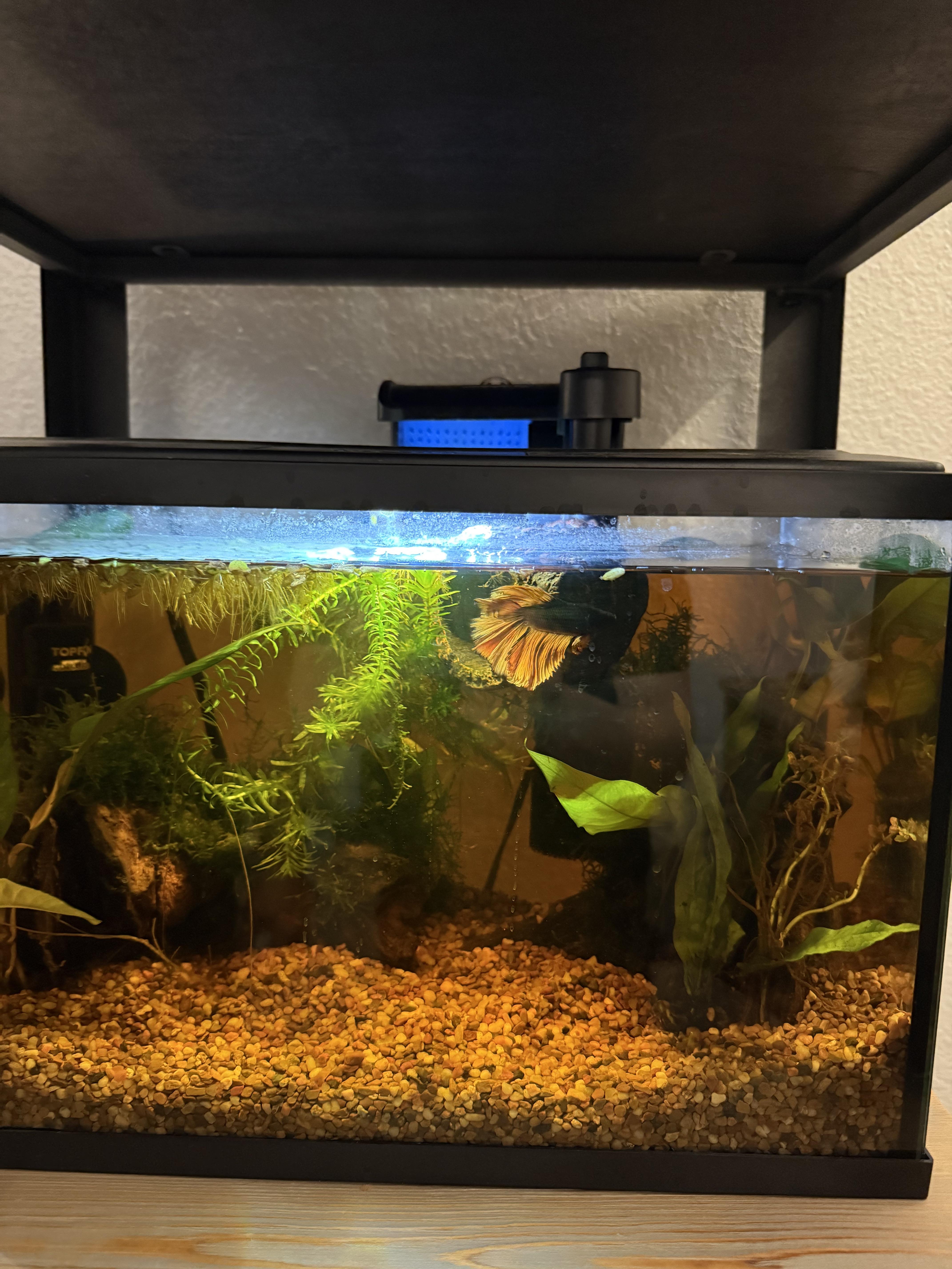 New Betta | Scrolller