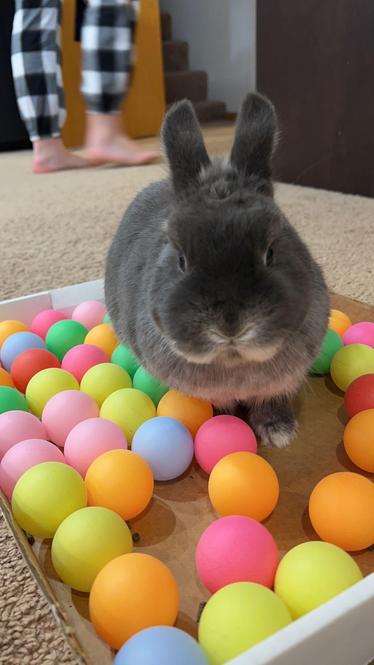 Bunny Ball Pit | Scrolller