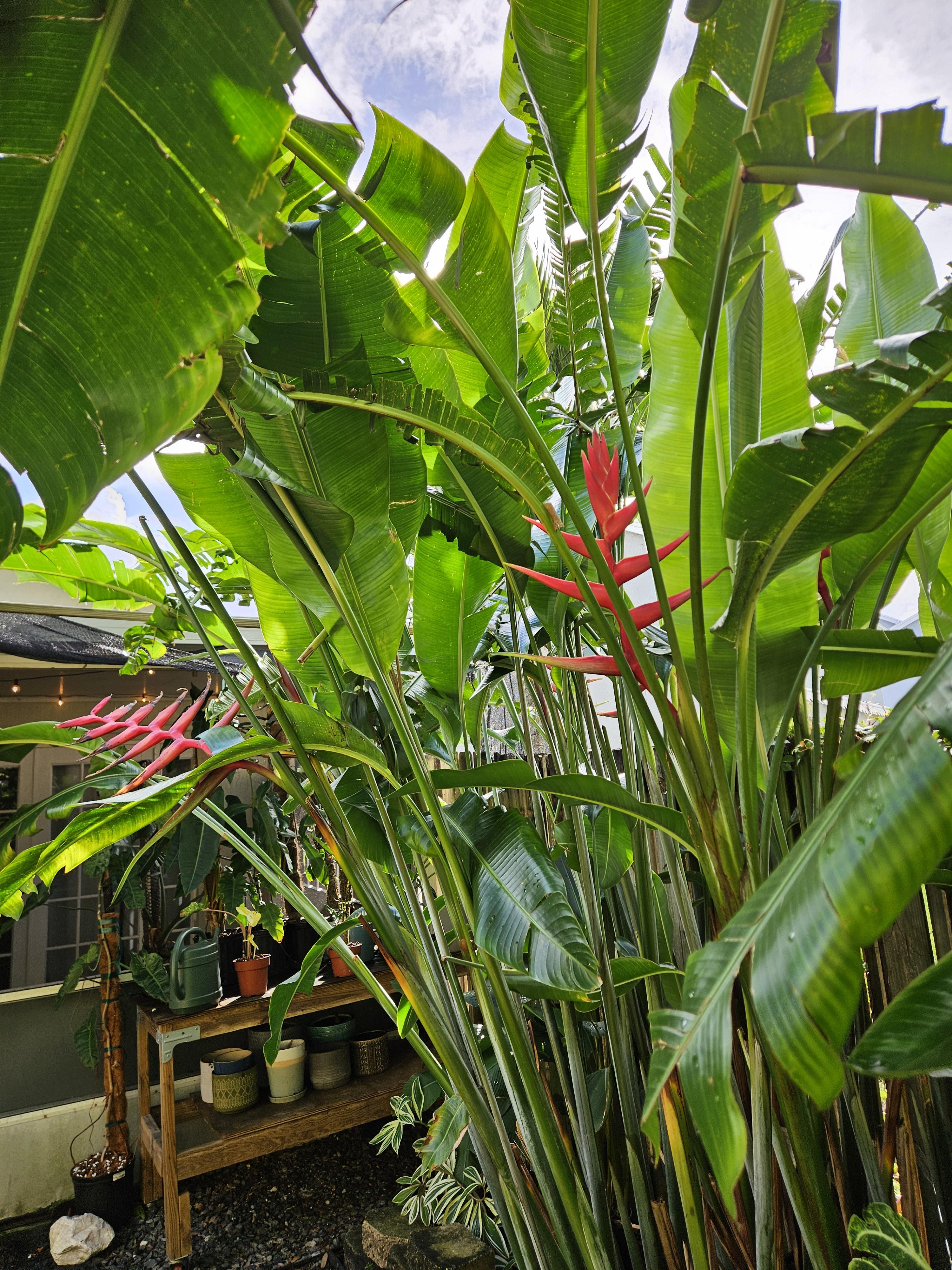 Alocasia Lutea and Heliconia Hot Rio Nights | Scrolller