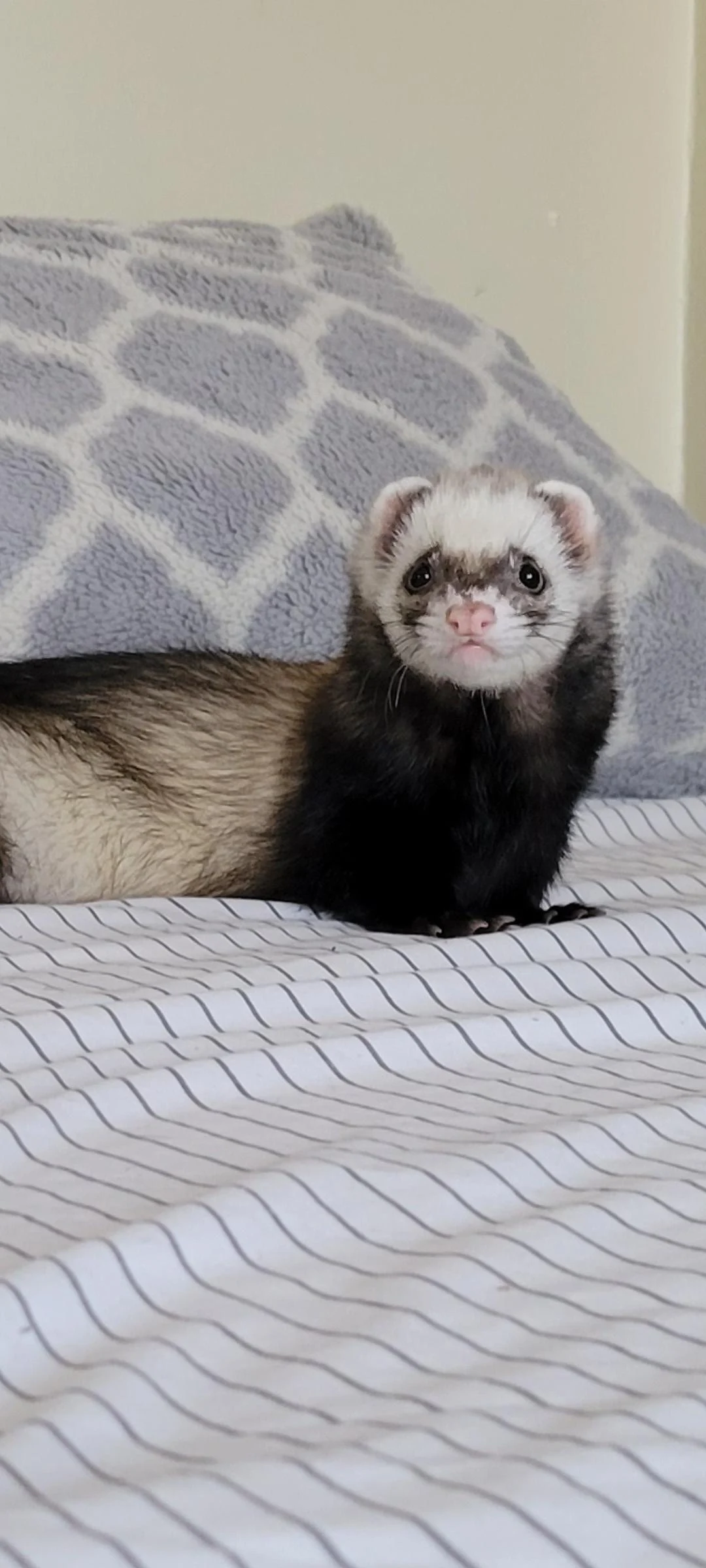 Discover more like Ferrets: Checking out the new sheets and Related Content | Scrolller