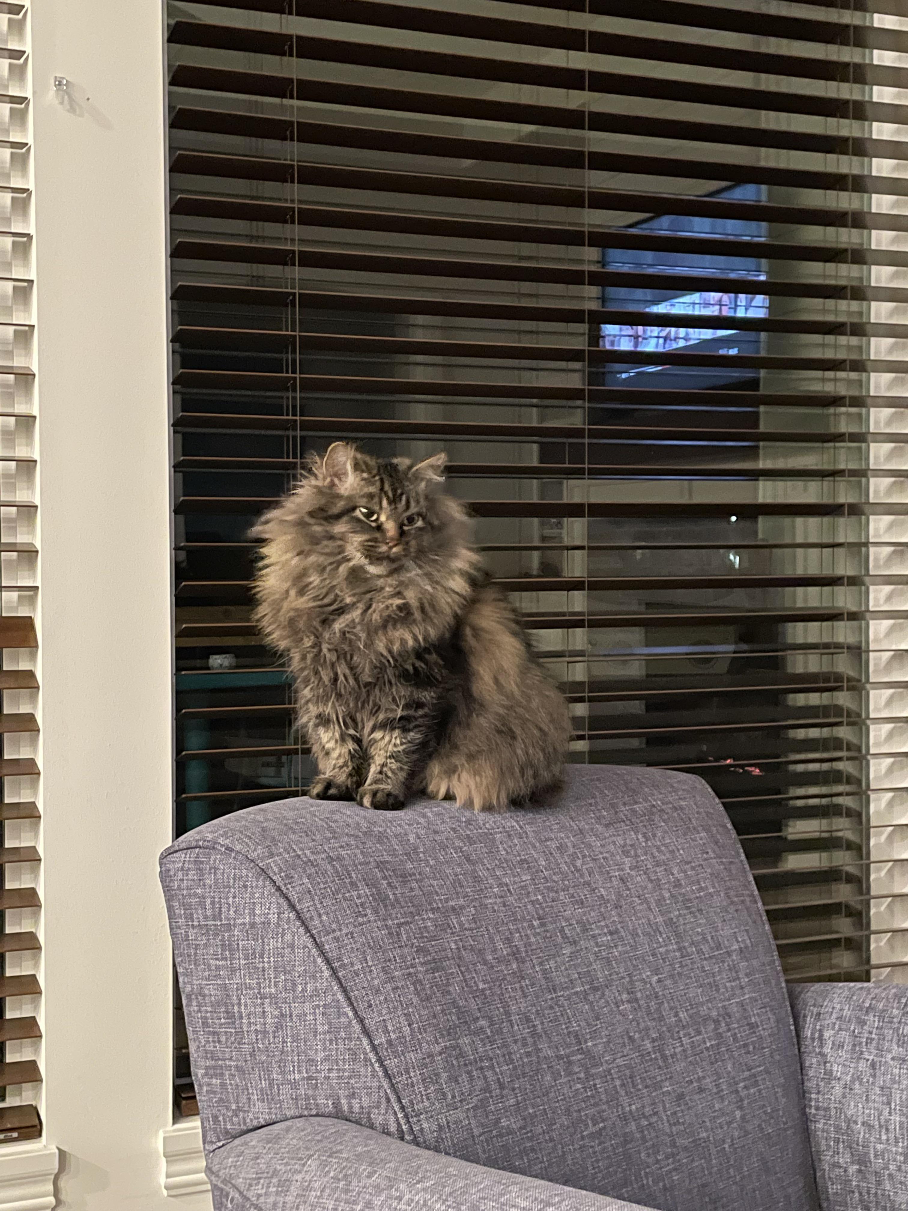 Mindy making sure her floof is on full display | Scrolller