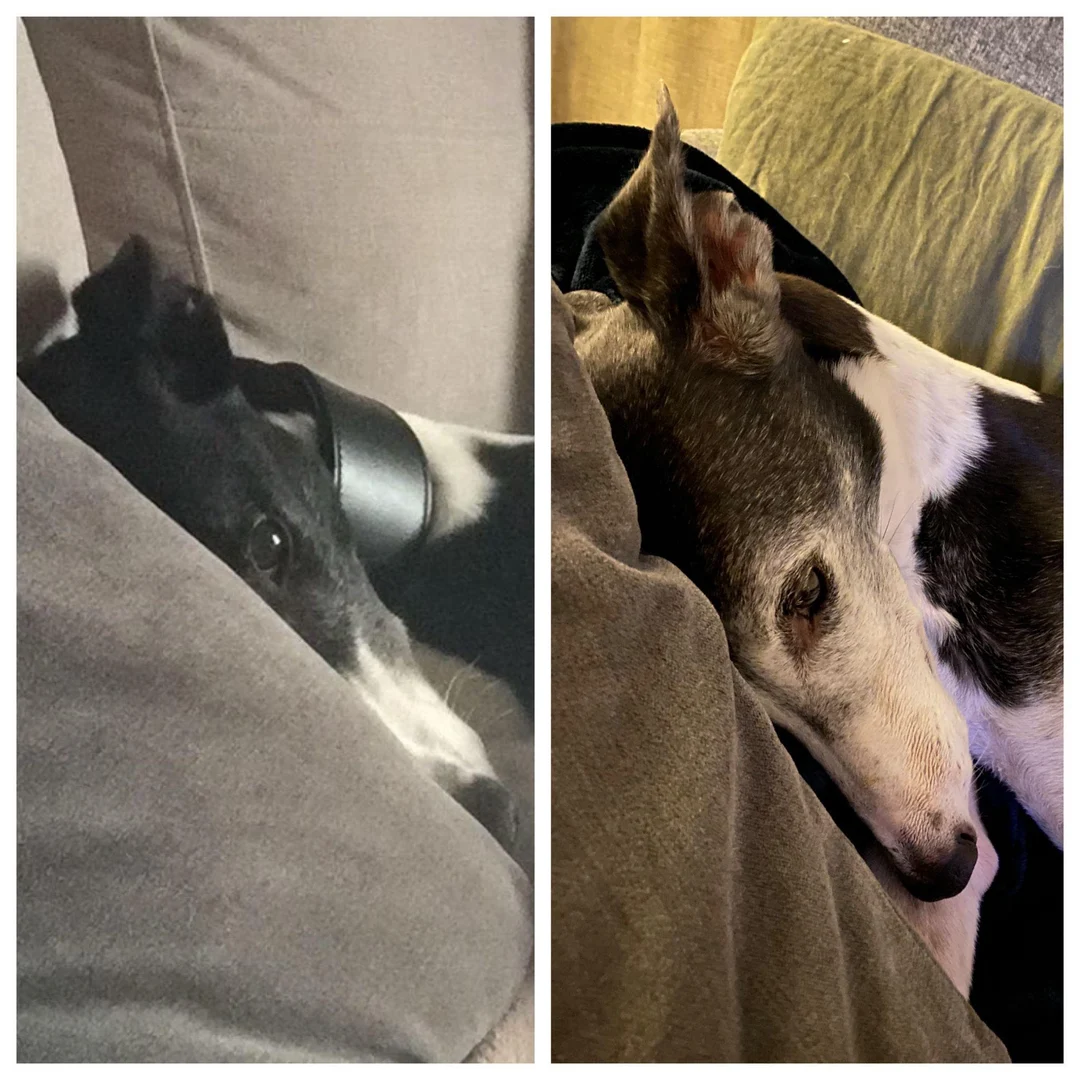 Gotcha day and today. 6 years has gone by so quickly. | Scrolller