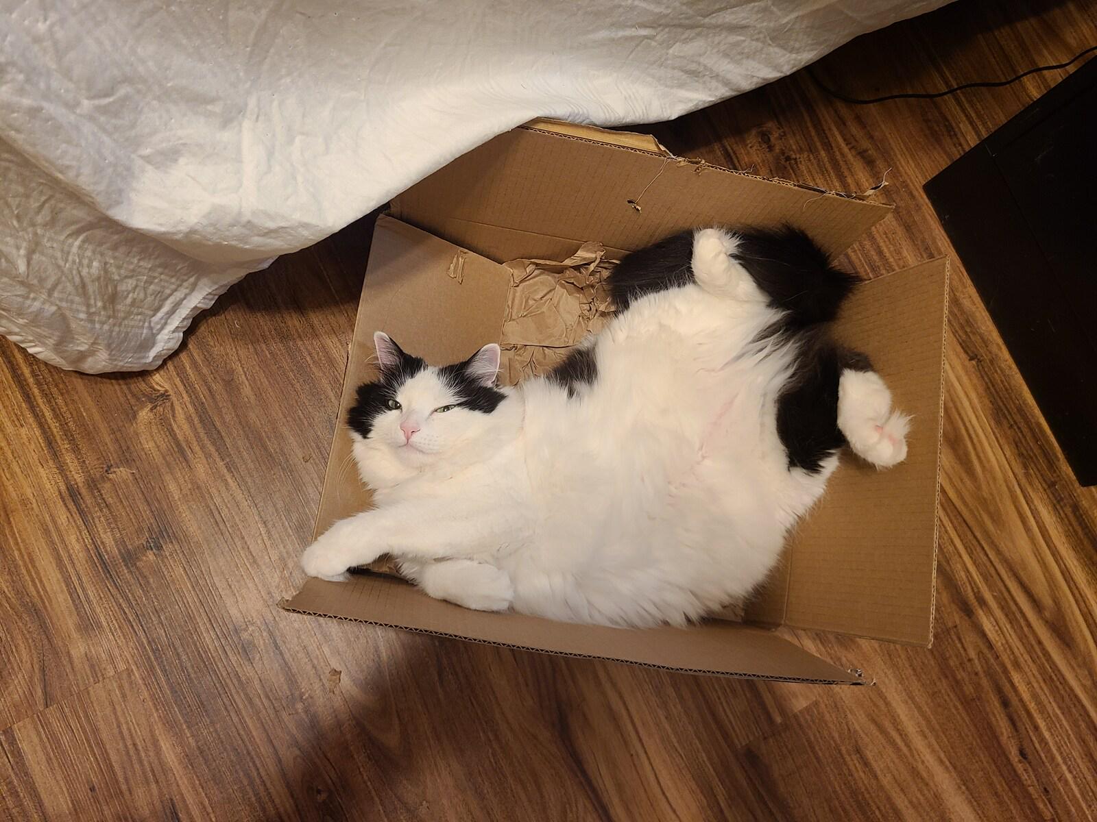 Chonk In Box | Scrolller