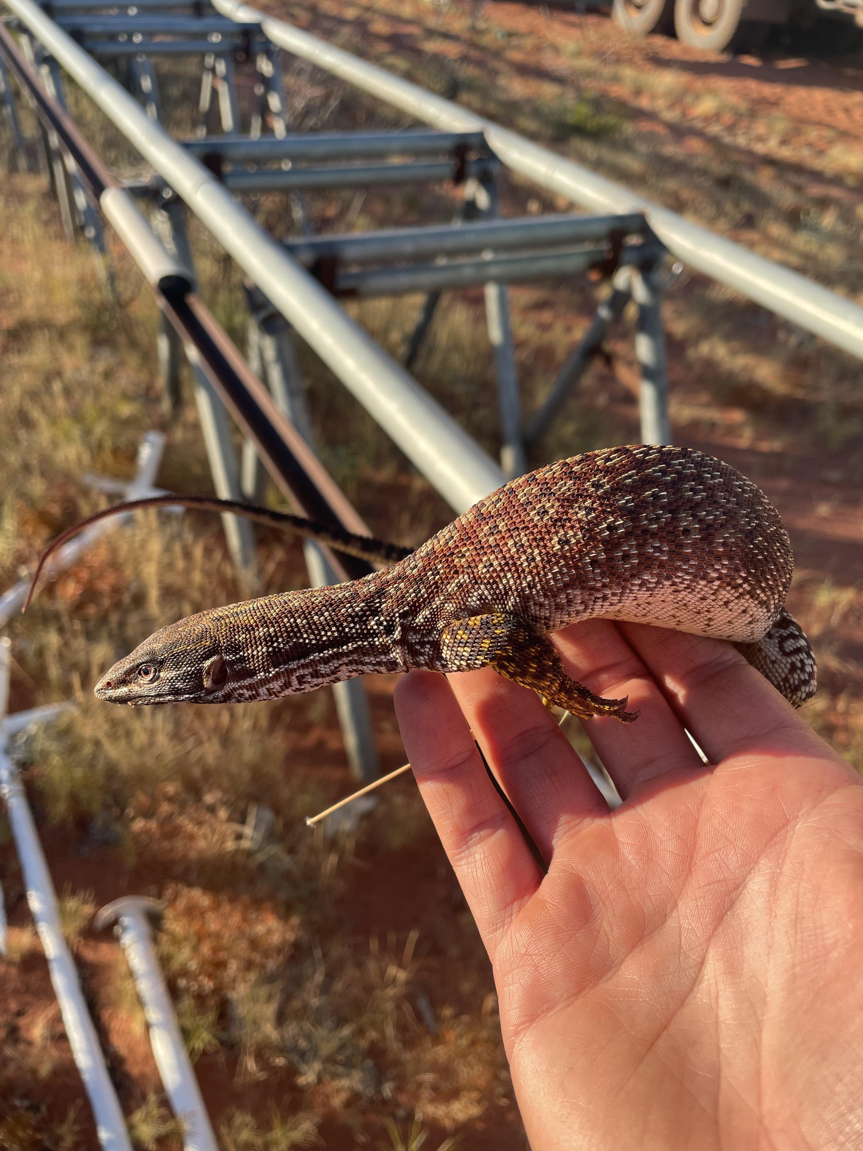 What is this monitor lizard | Scrolller