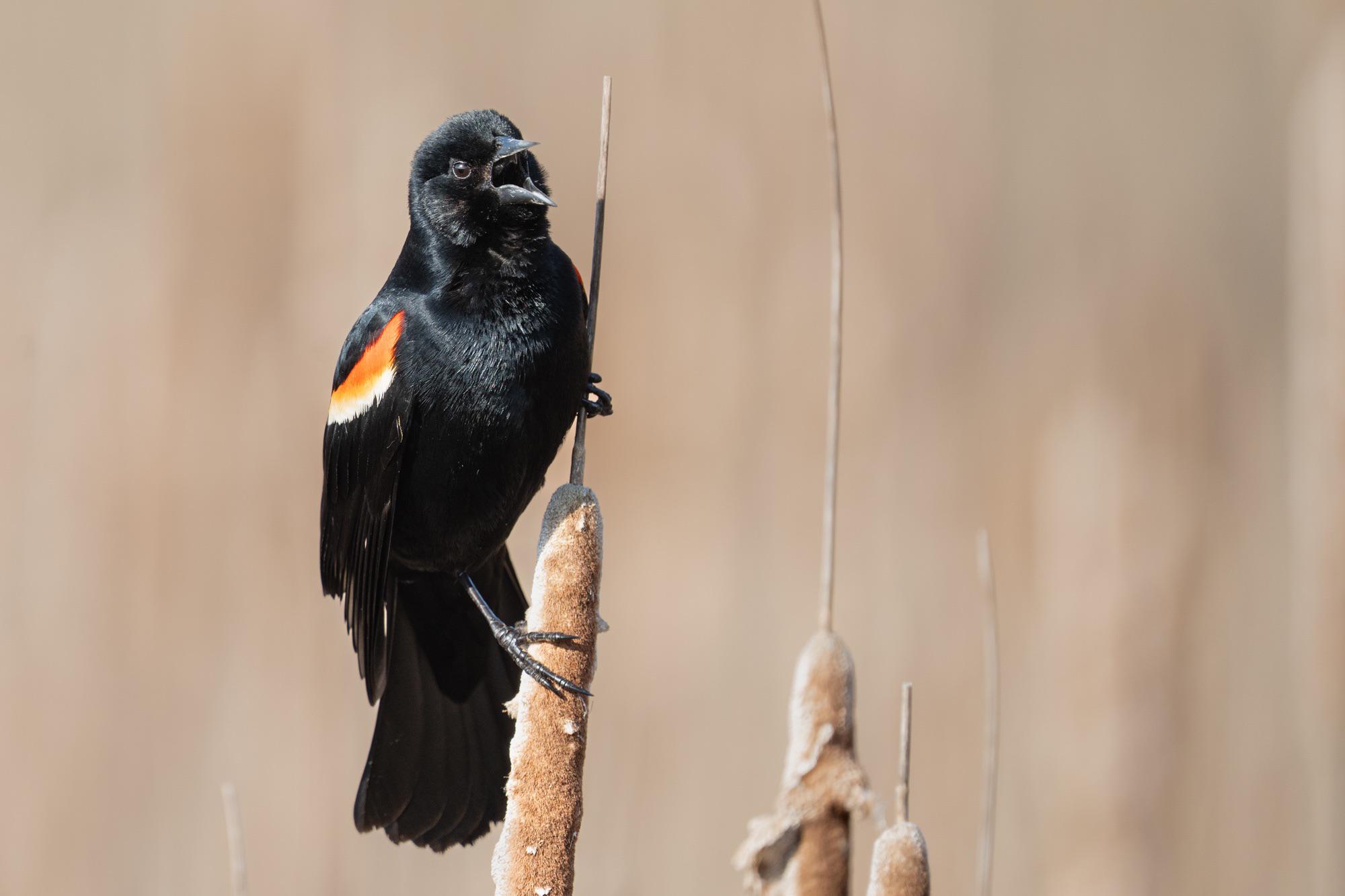 Red-winged Blackbird | Scrolller