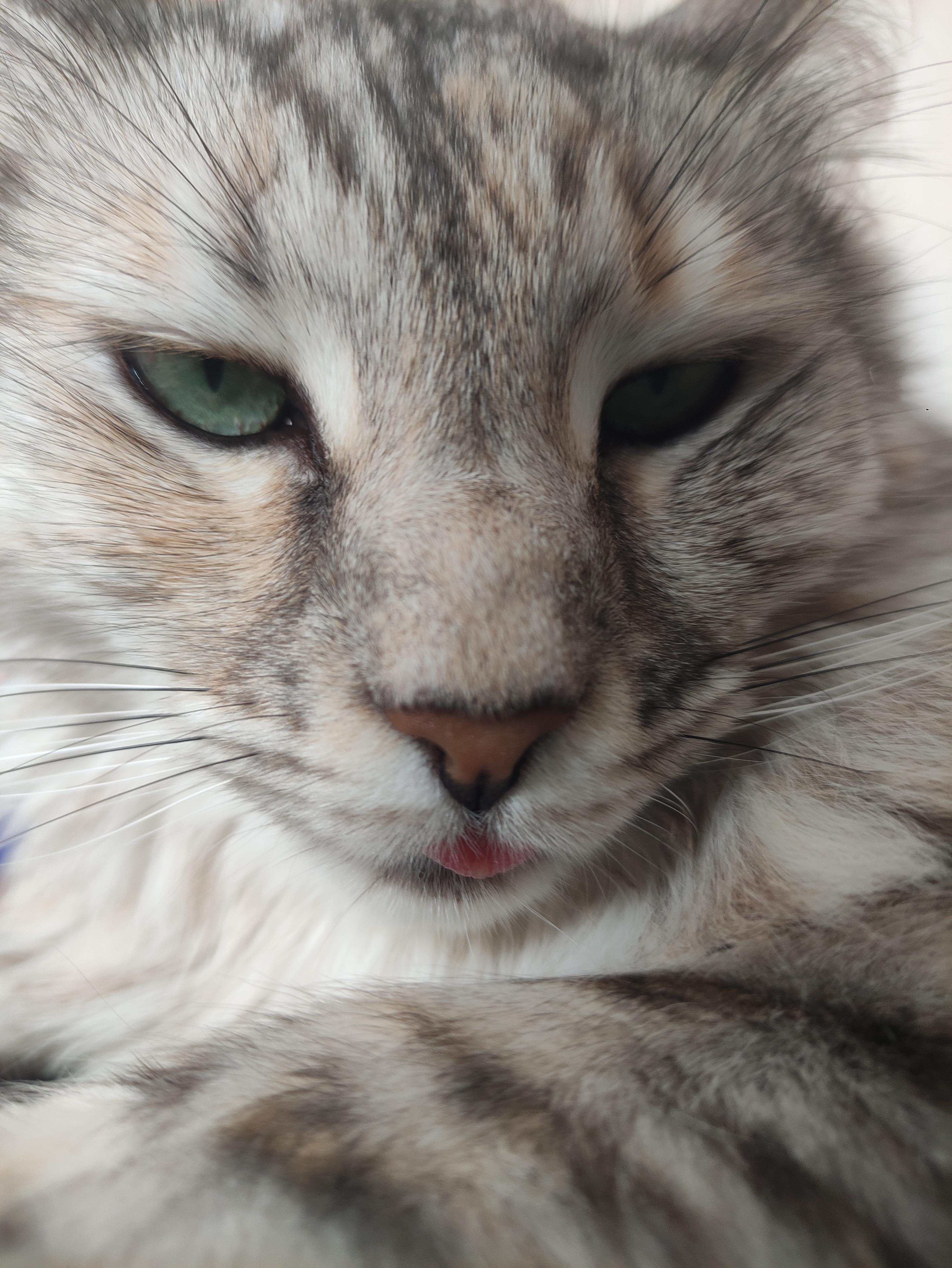 Caught in the act of blep | Scrolller