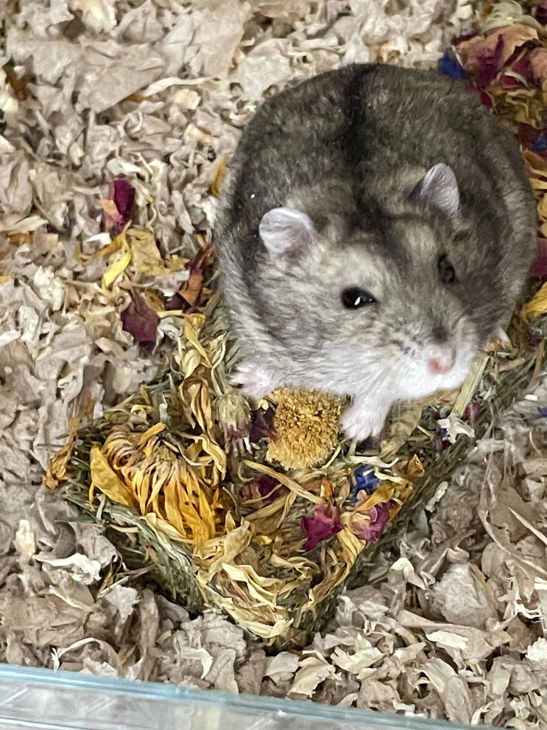 New forage bar | Scrolller