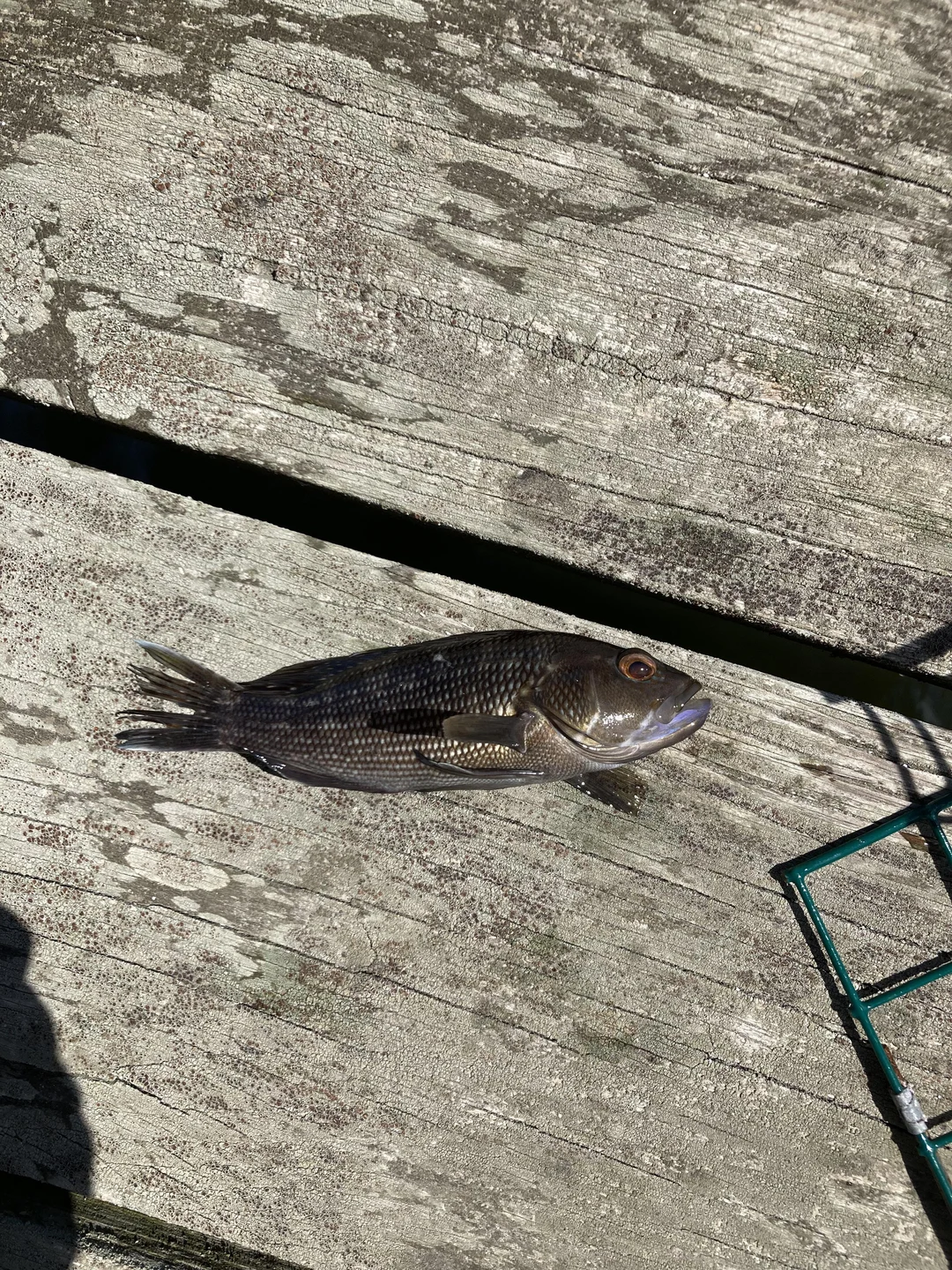 What’s this little guy? I caught it in a crab trap while fishing and crabbing. | Scrolller