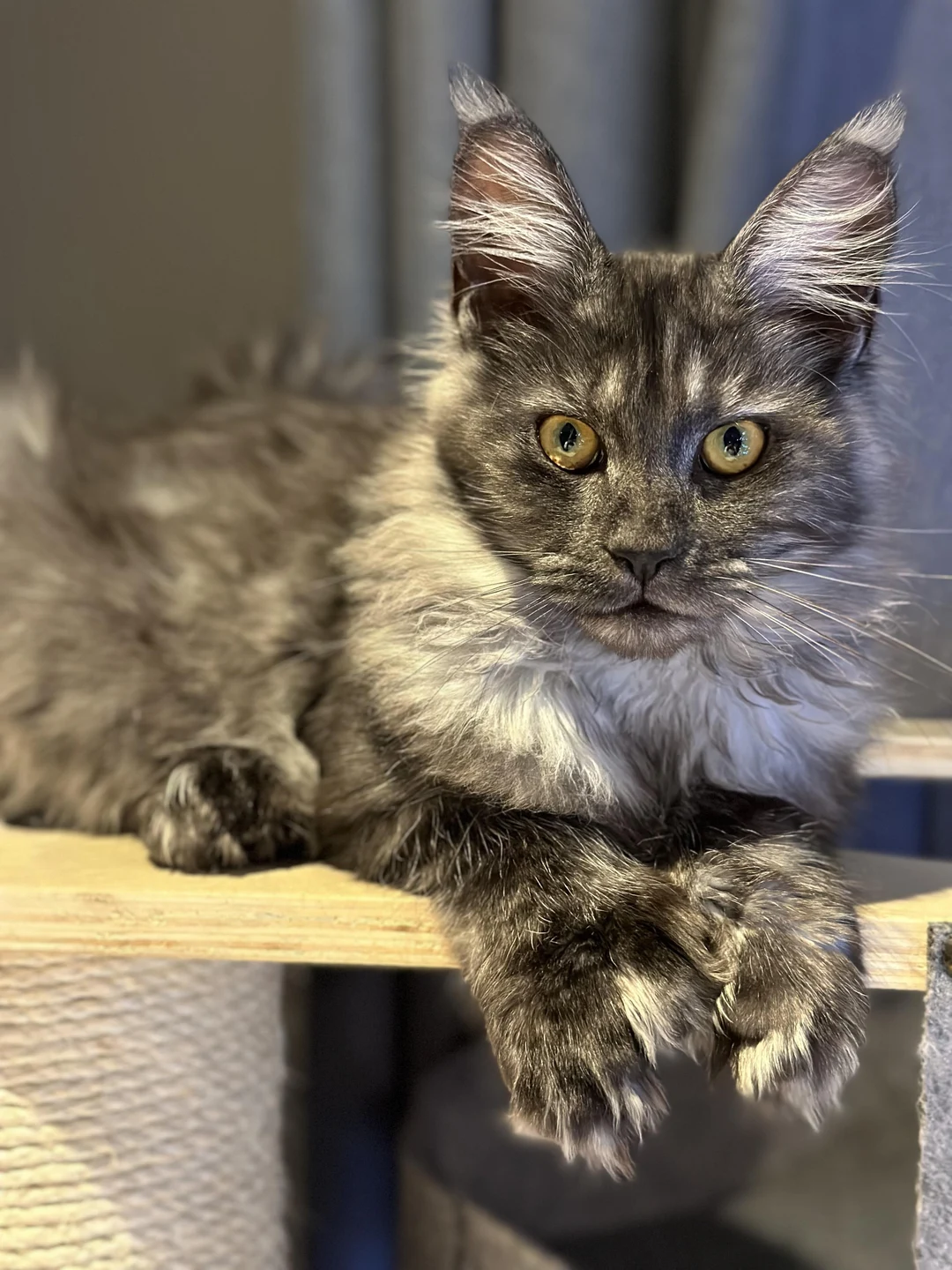 Every time I look at her I realize why she was so expensive 😂😅😂 | Scrolller