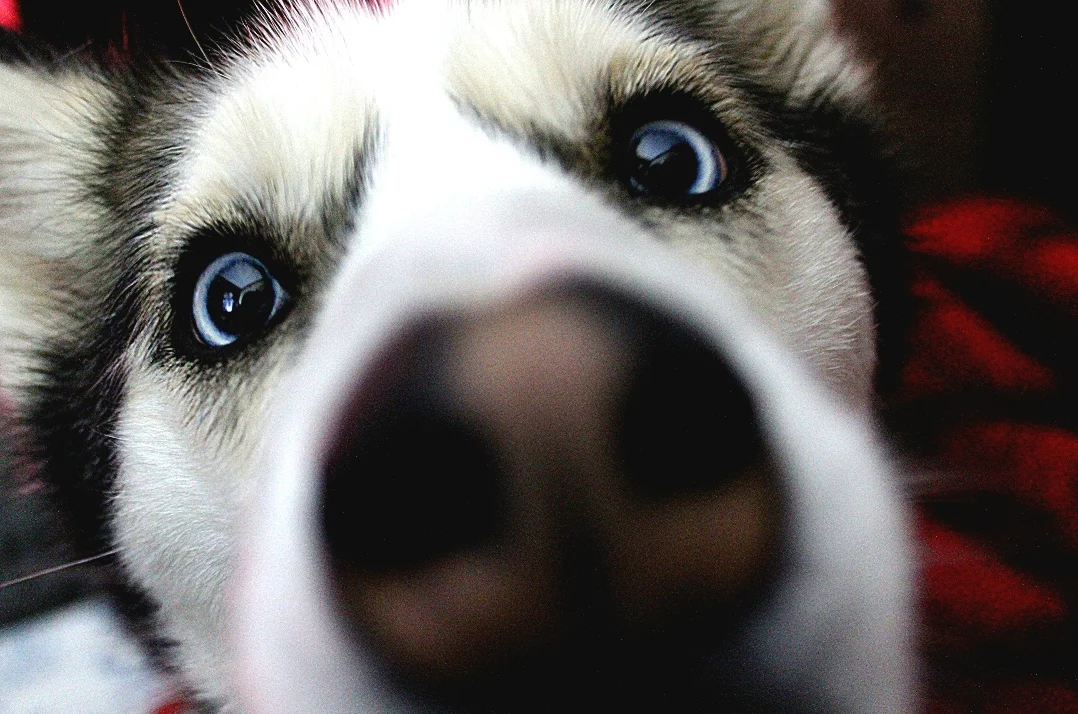 Snoot boops for Dahlia | Scrolller