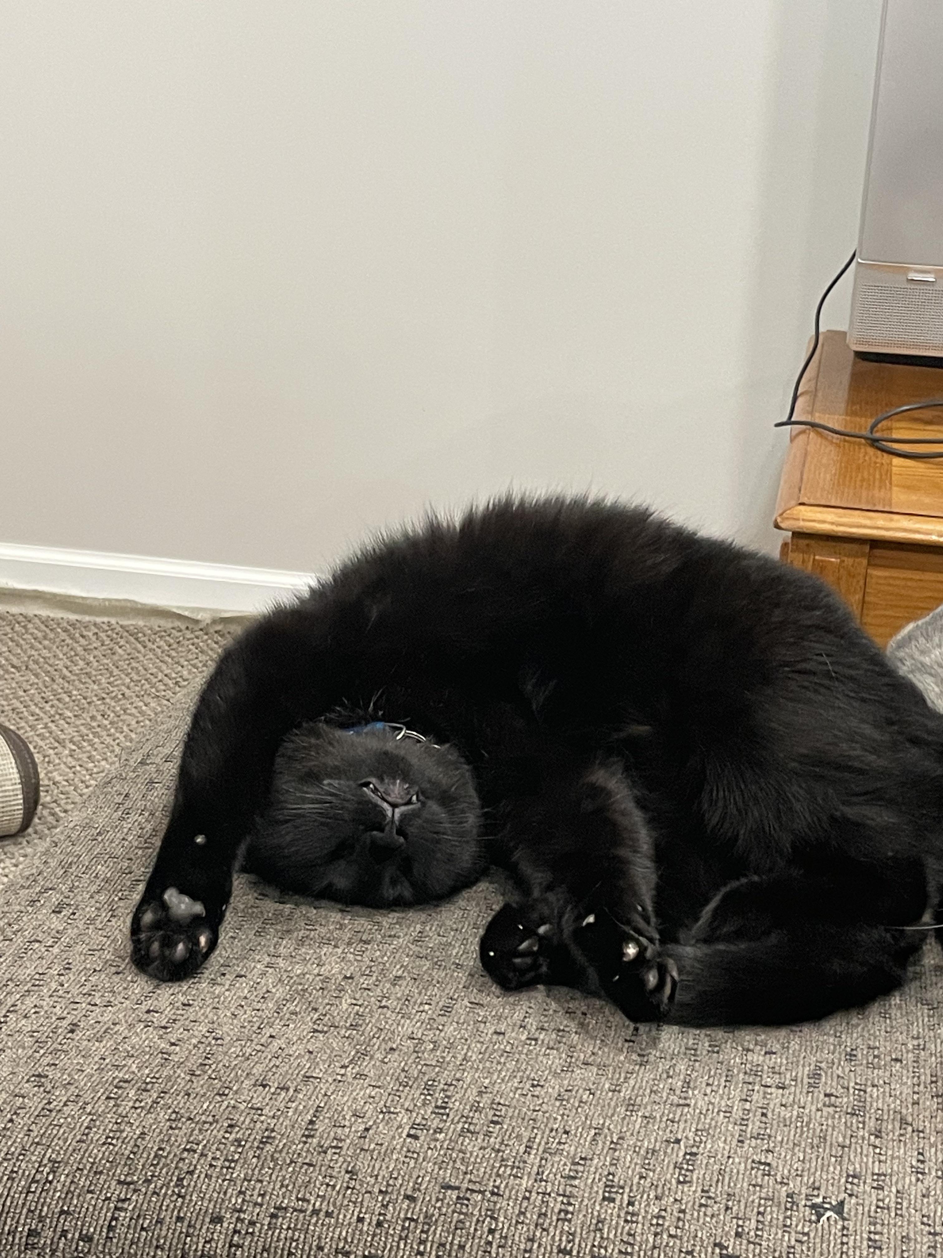 Discover more like Funny: My cat sleeps in the most efficient way and ... Discover more like Funny: My cat sleeps in the most efficient way and ...