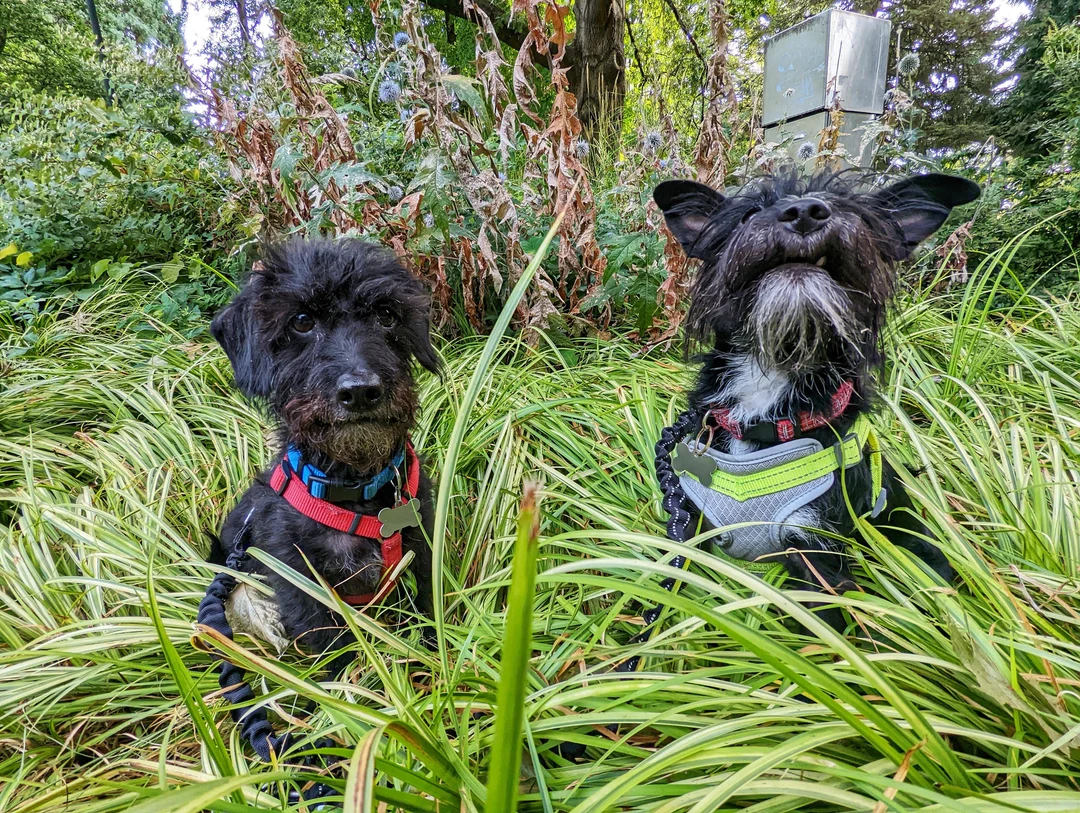 one dog, one gremlin. | Scrolller