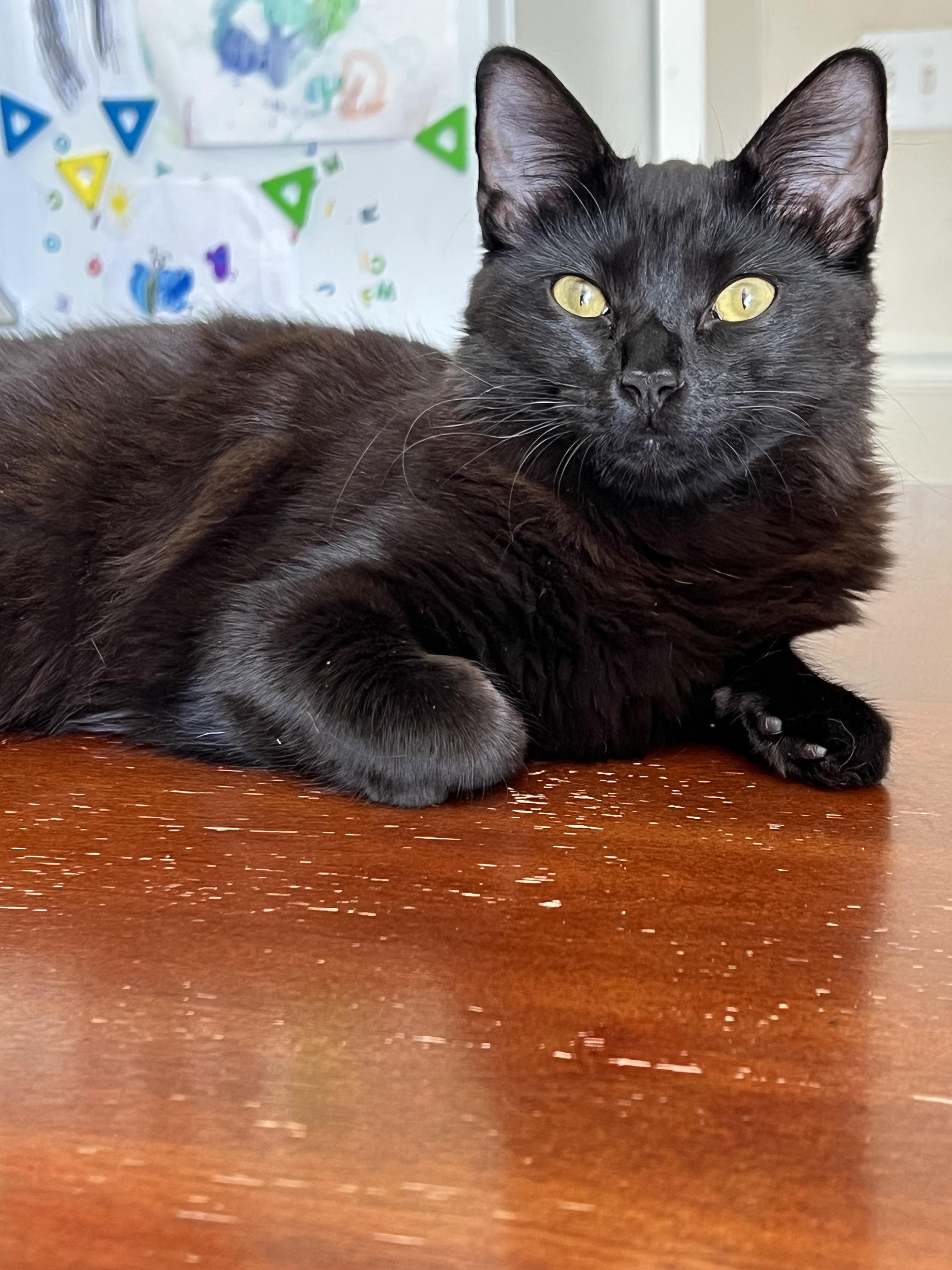 Sir Squish | Scrolller