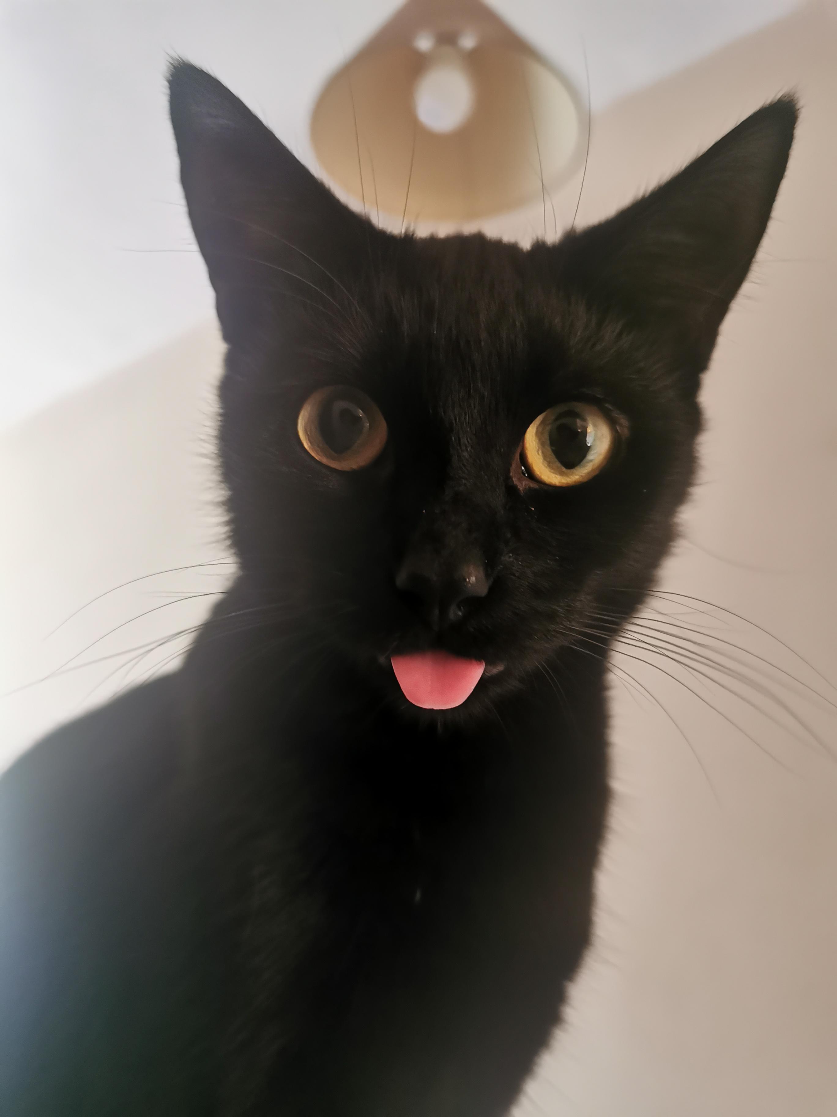 She blep | Scrolller