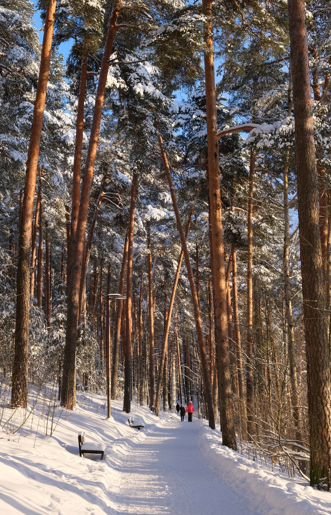 Pyynikki trail in Tampere, Finland | Scrolller