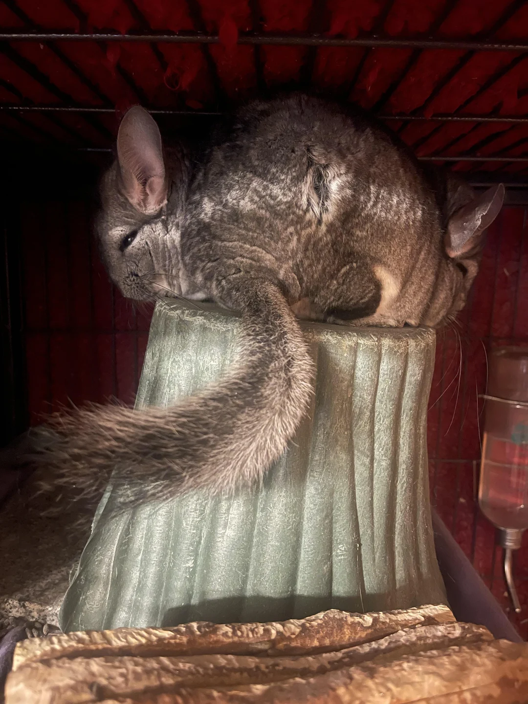 What mythological creature is this? | Scrolller