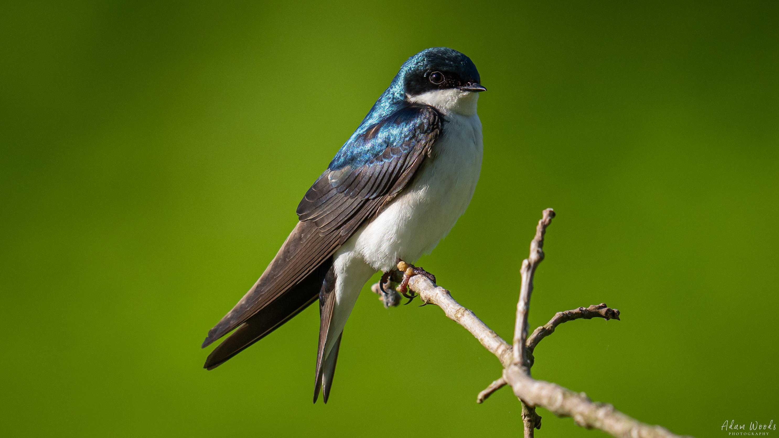 Tree Swallow | Scrolller