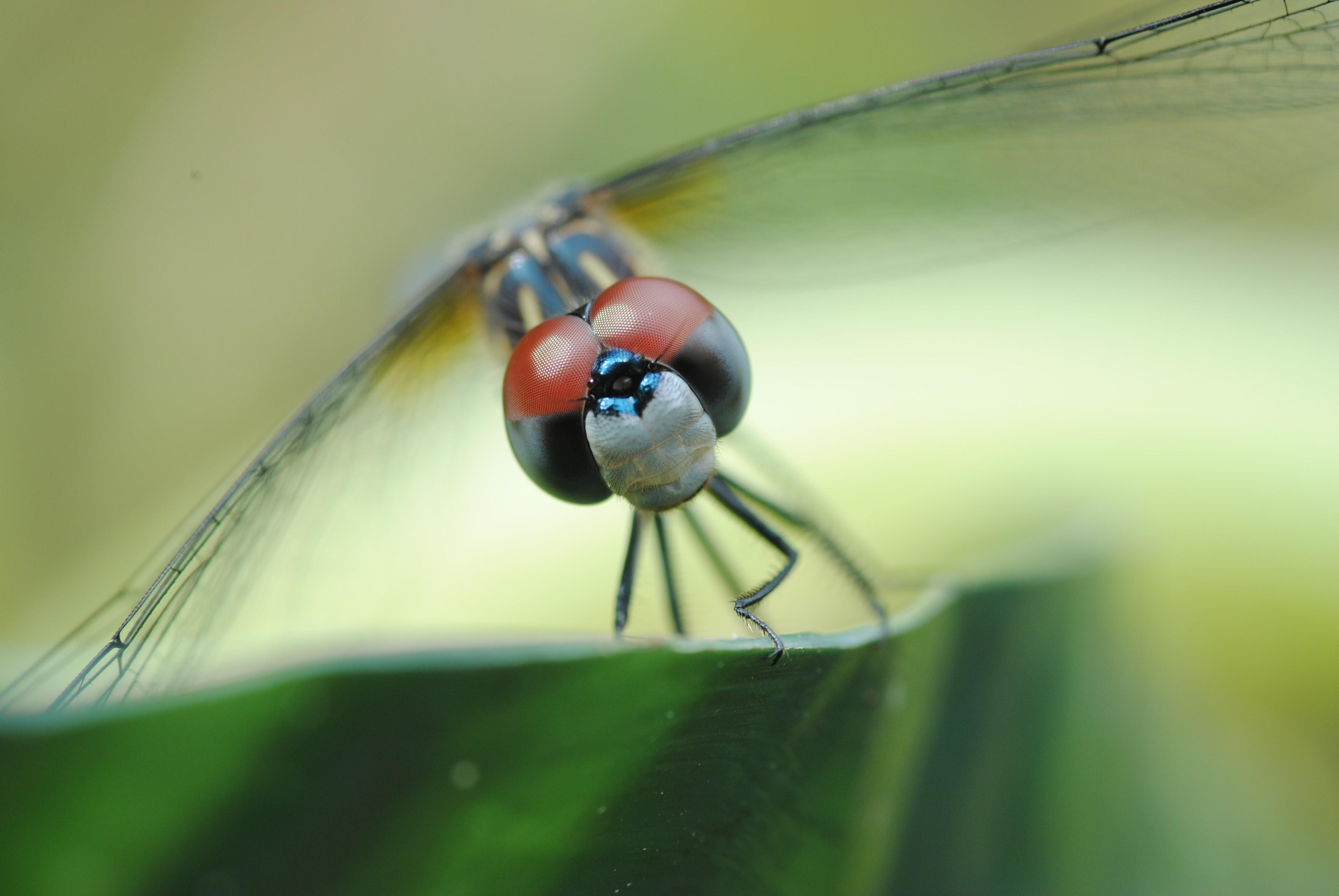 Bejeweled dragonfly | Scrolller