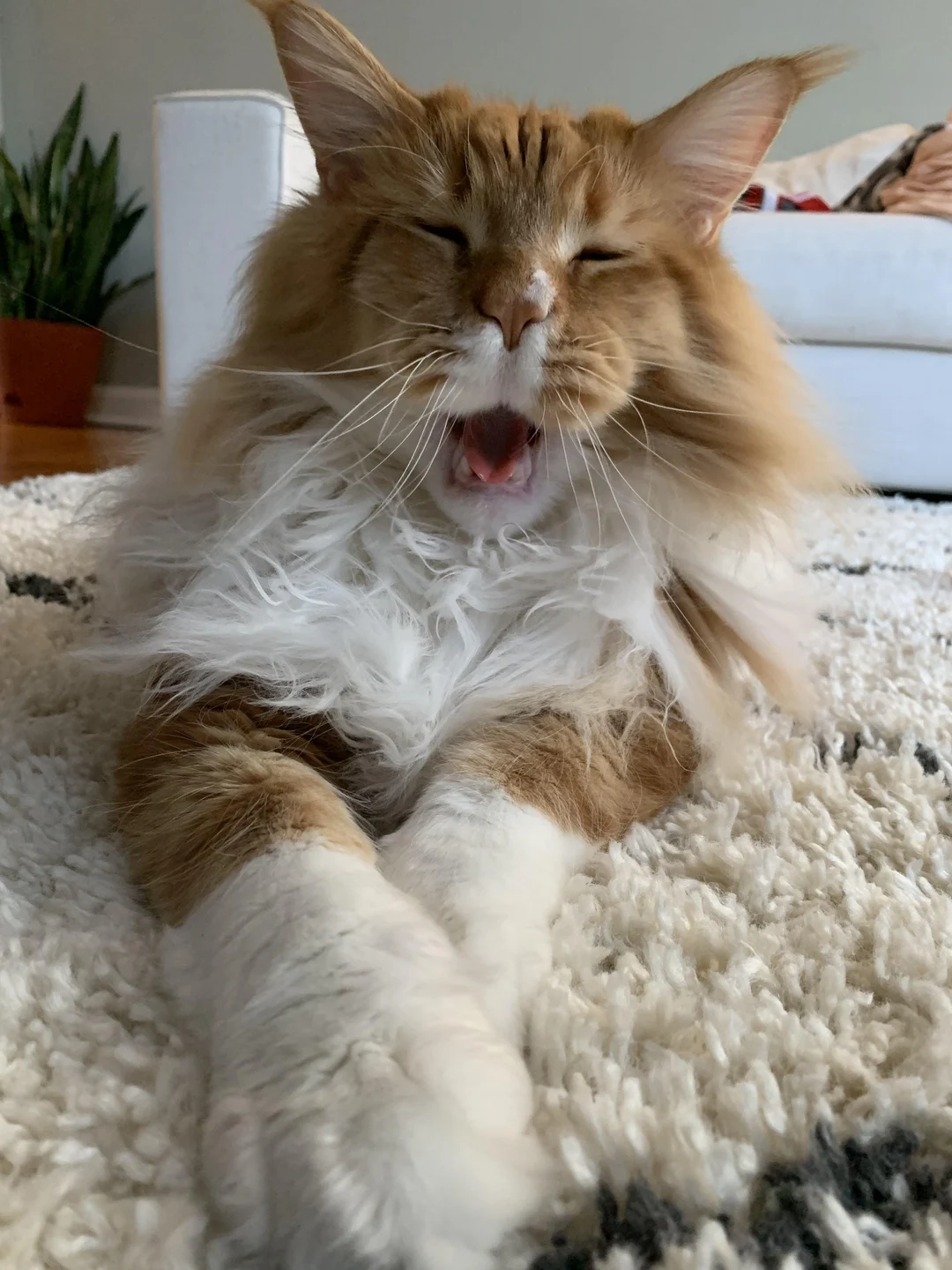 Truly photogenic cats | Scrolller