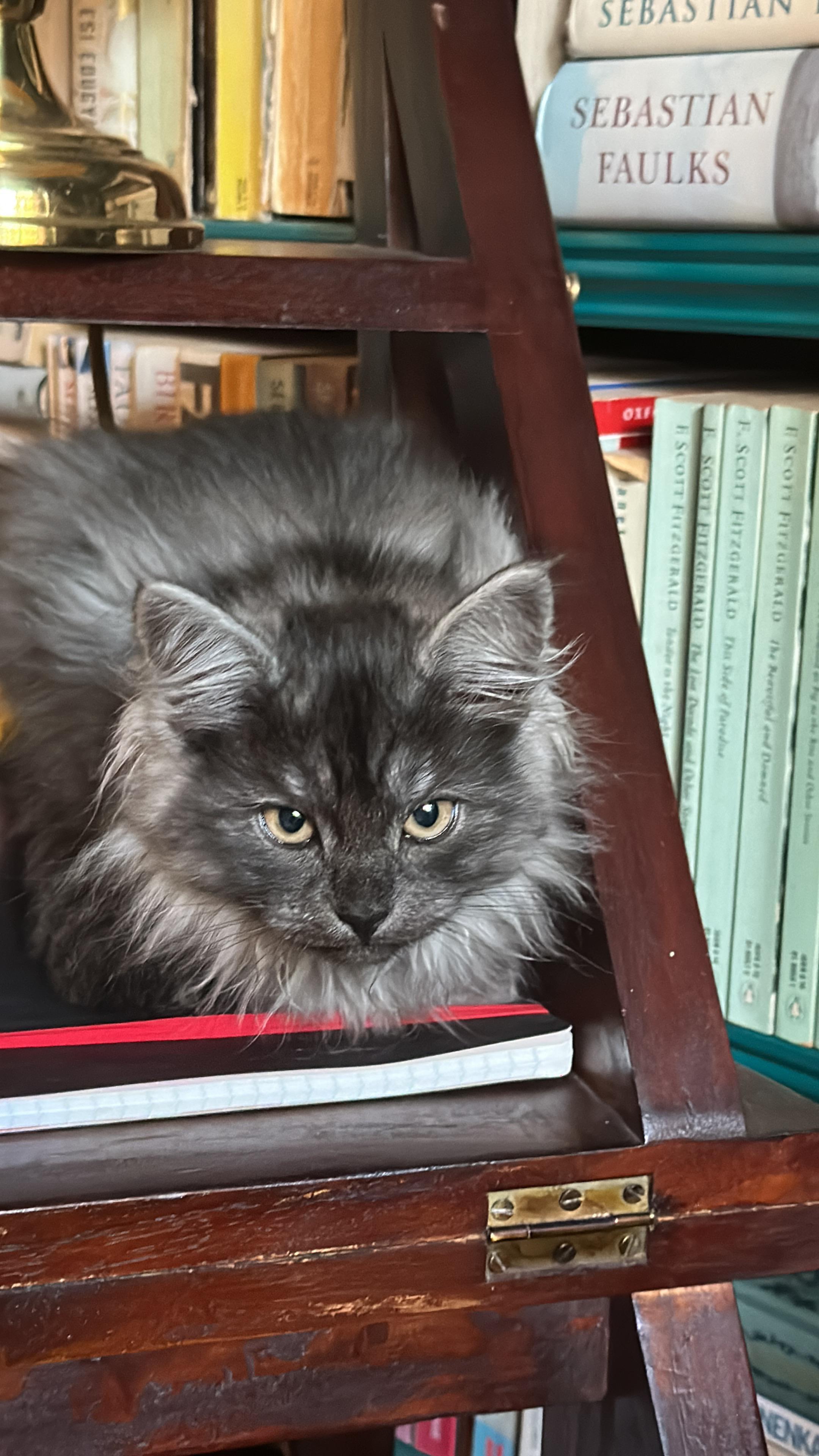Discover more like SiberianCats: Introducing Lady Sybil and Related Content | Scrolller