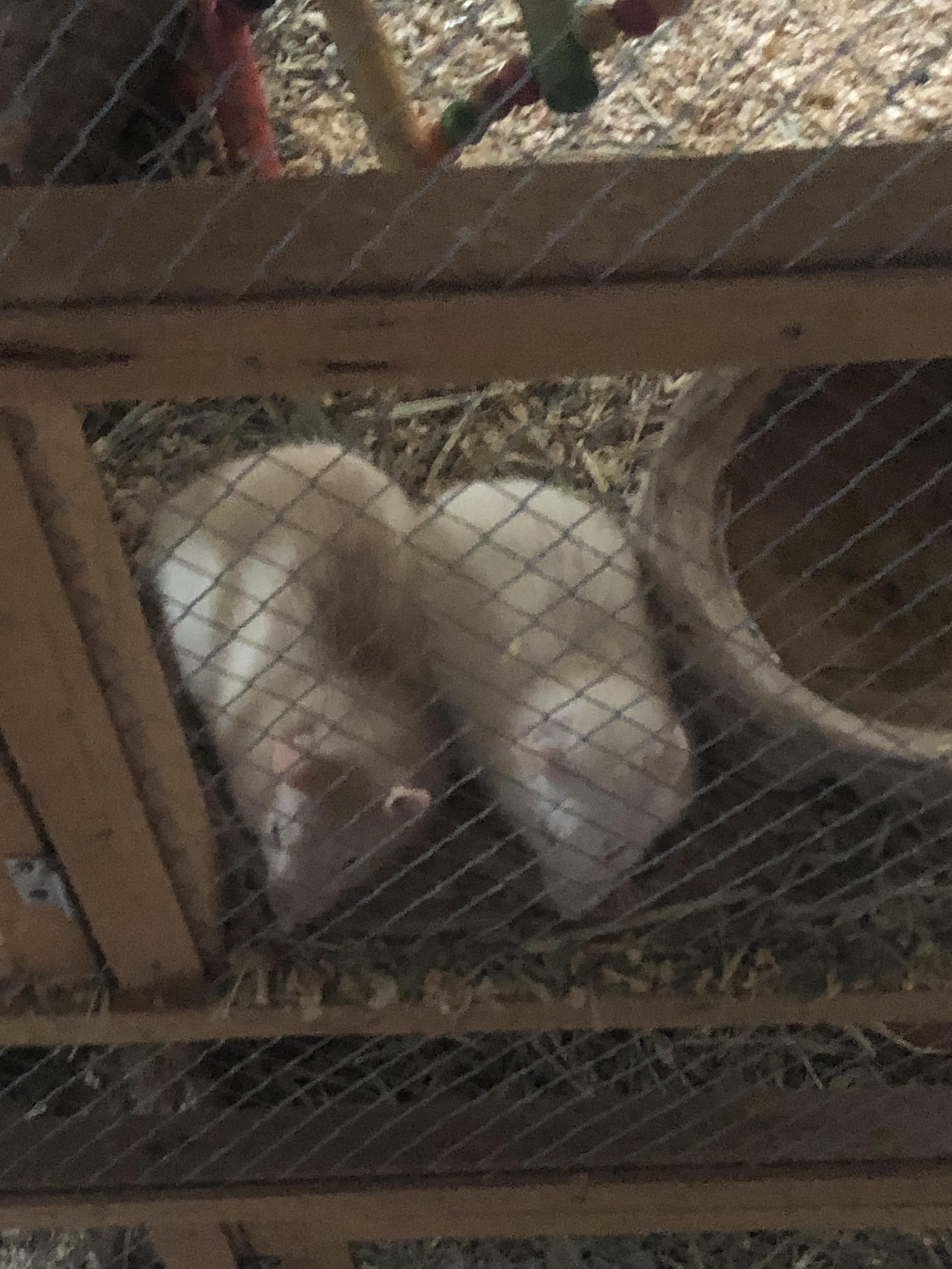 My dumb rats cuddling | Scrolller