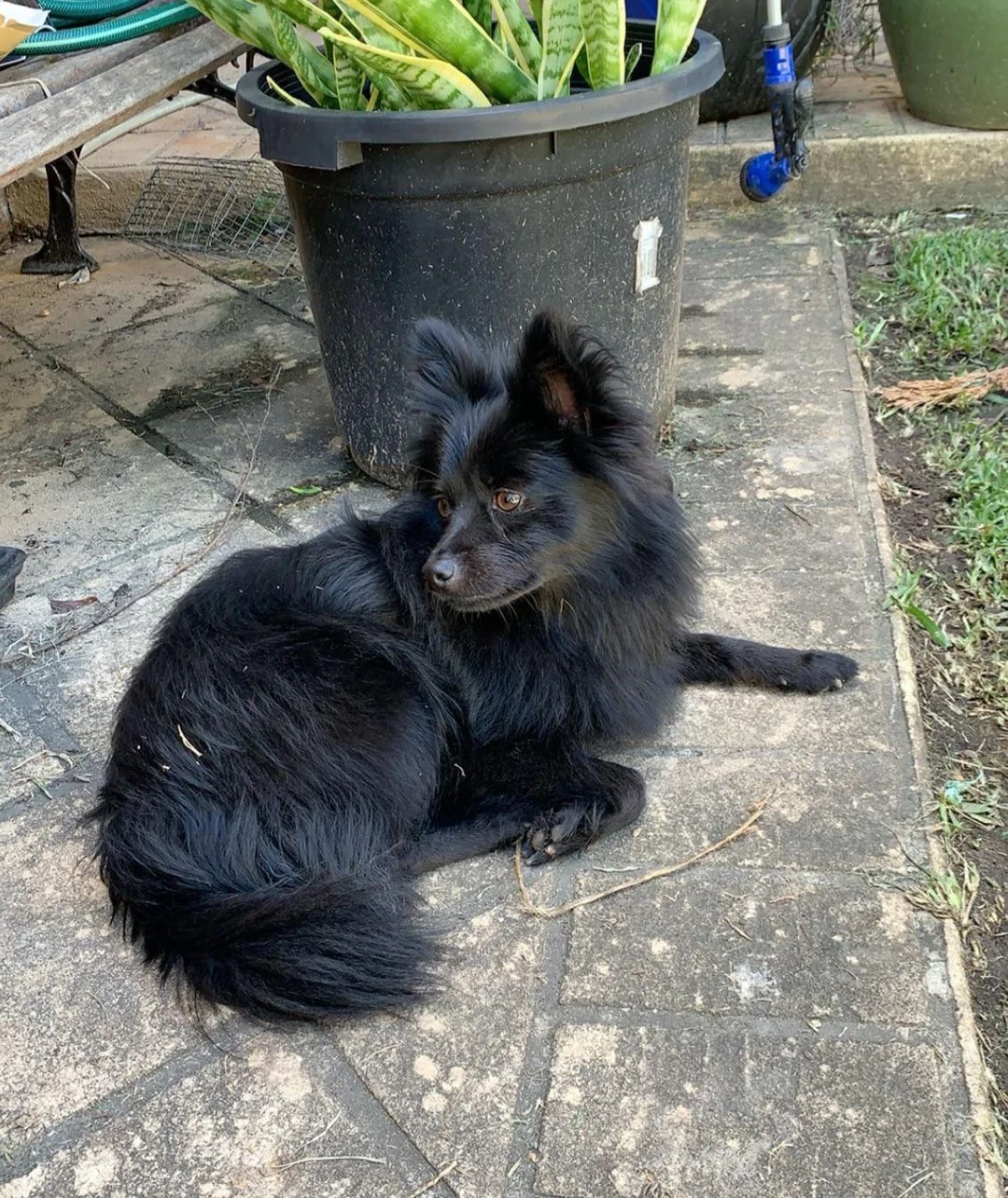 Anyone know this pretty boys breed? | Scrolller