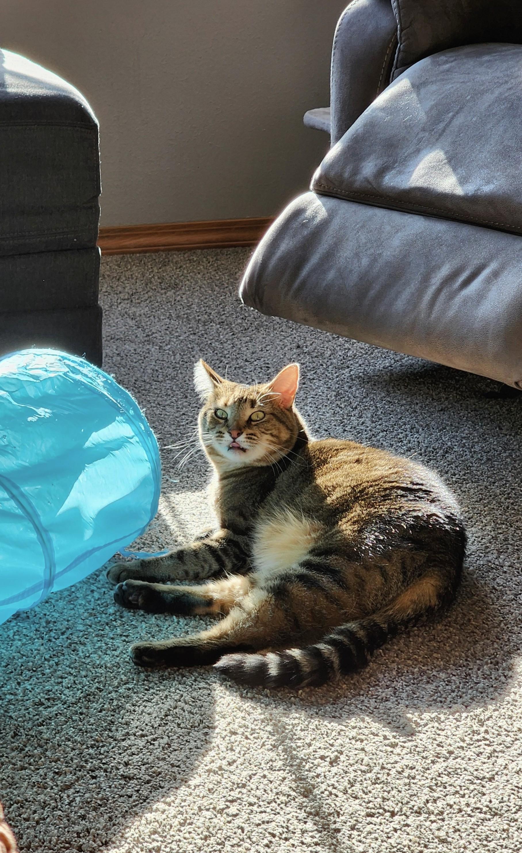 Standard Issue Blepping | Scrolller