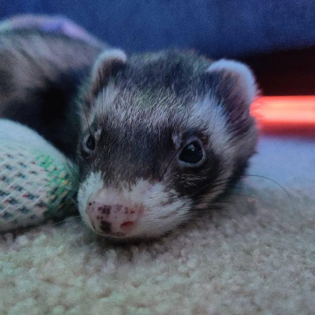 Snuggled up | Scrolller